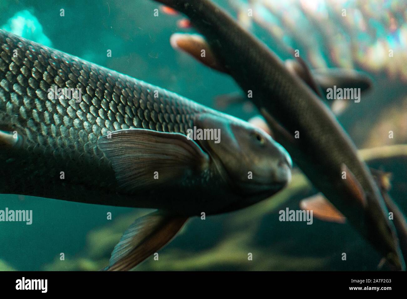 fish under water macro photography Stock Photo - Alamy
