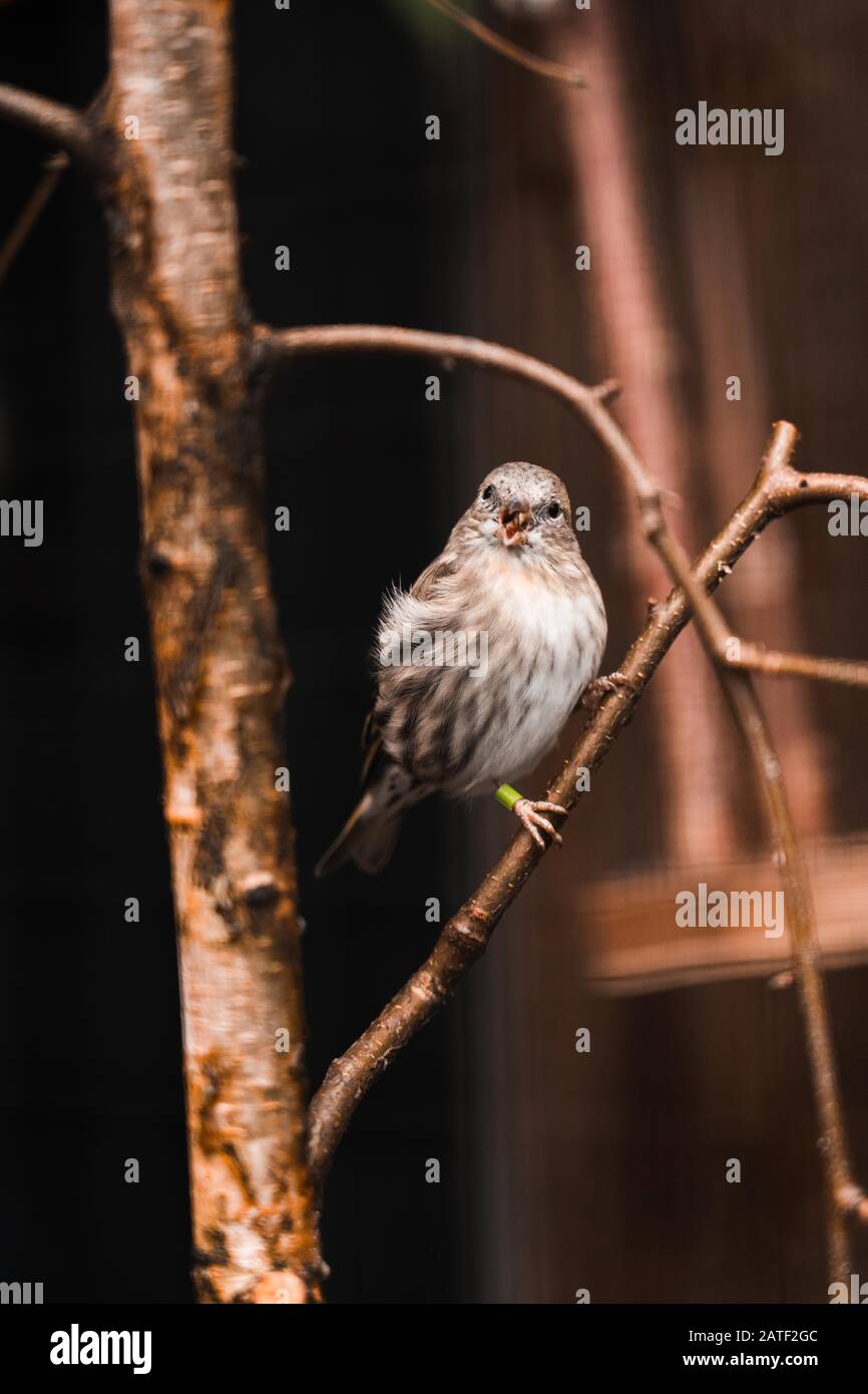 Amazing bird hi-res stock photography and images - Alamy