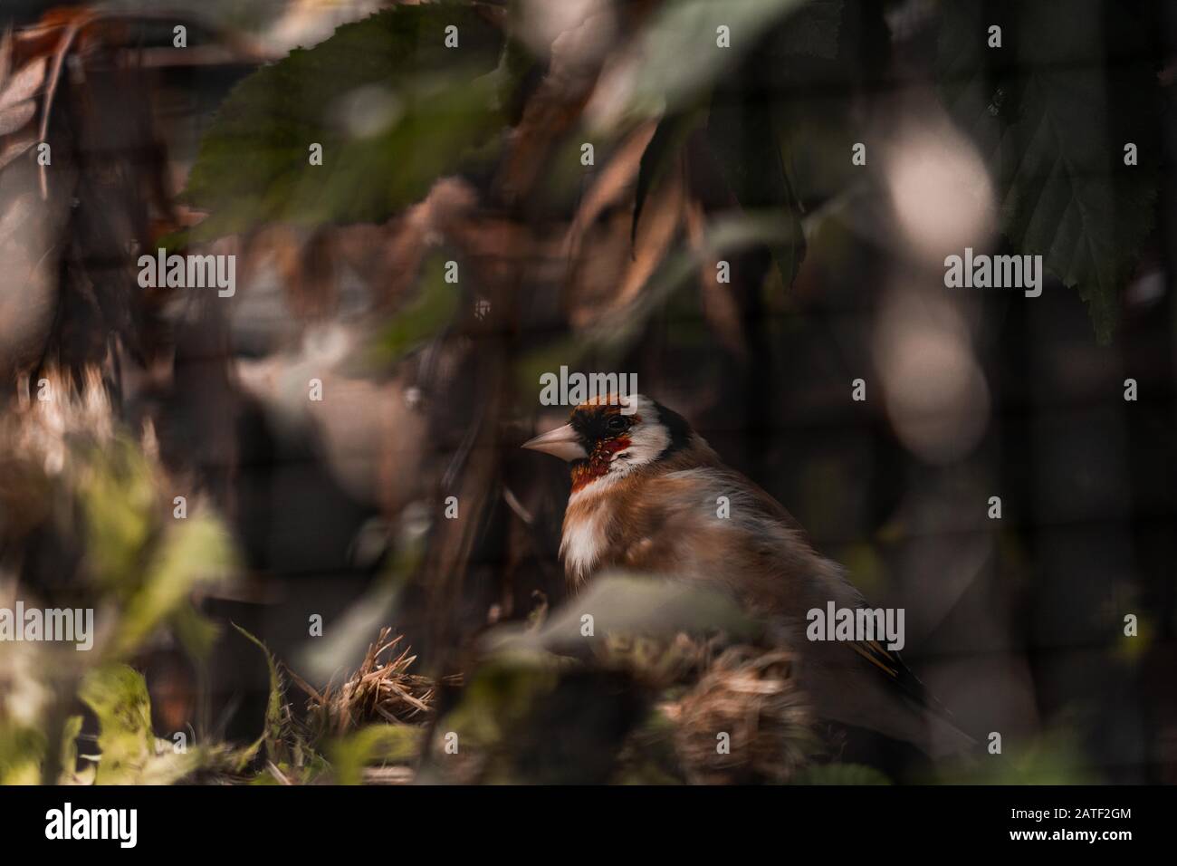 amazing bird image from a zoo in Innsbruck austria Stock Photo - Alamy