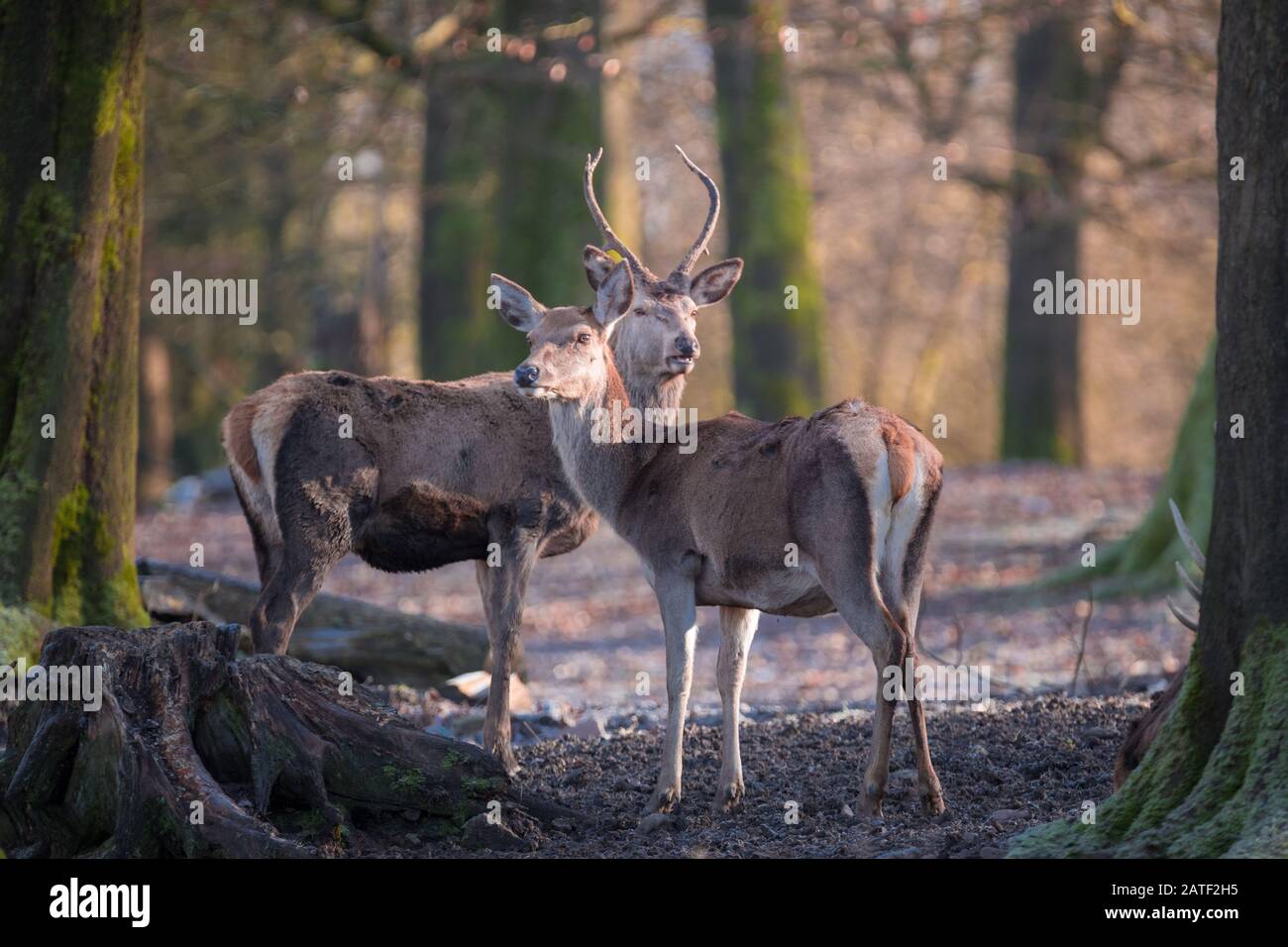 Solling forest hi-res stock photography and images - Alamy
