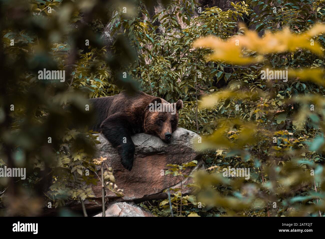 Sleeping bear resting on a rock Stock Photo - Alamy