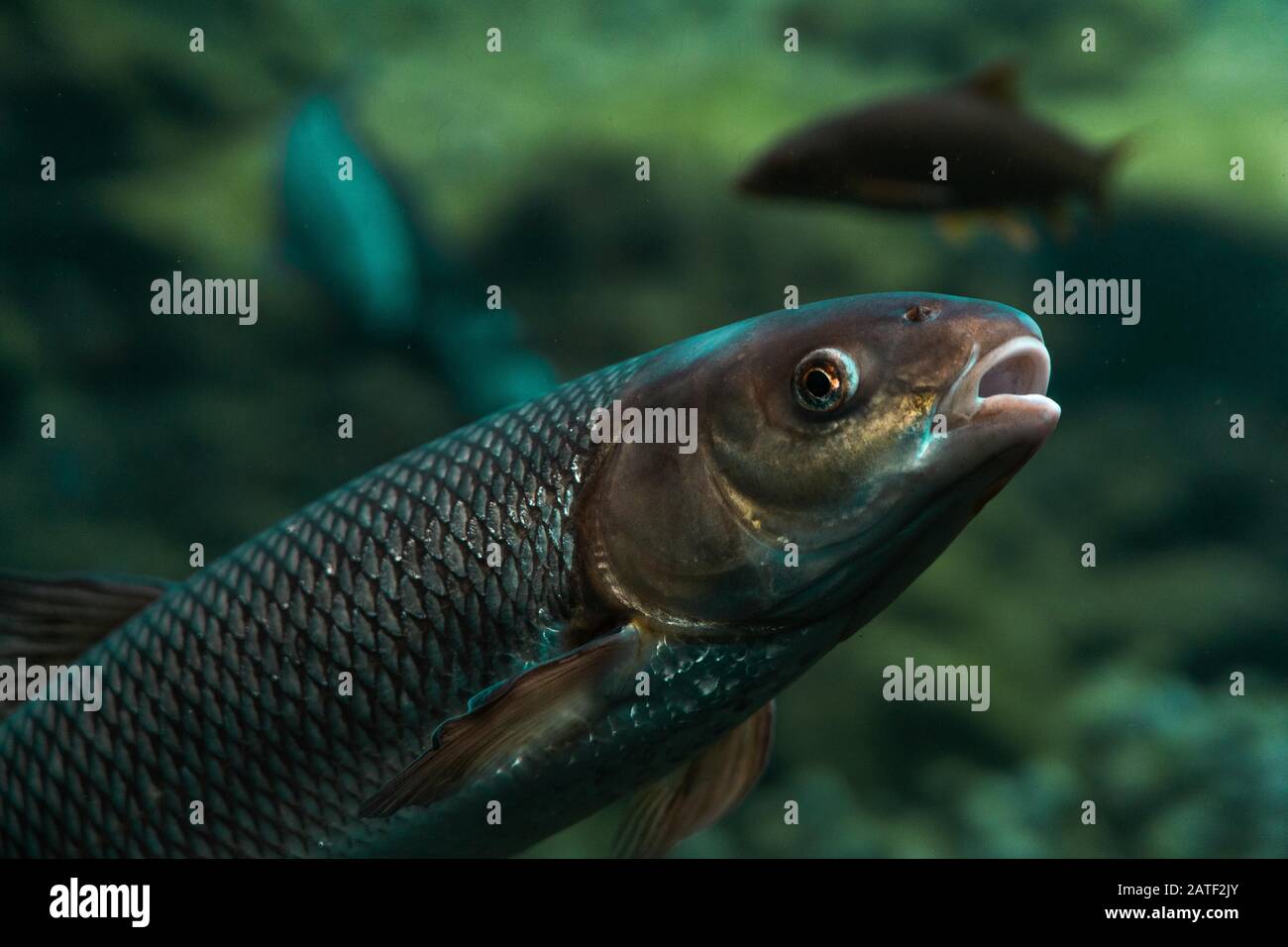 fish under water macro photography Stock Photo - Alamy
