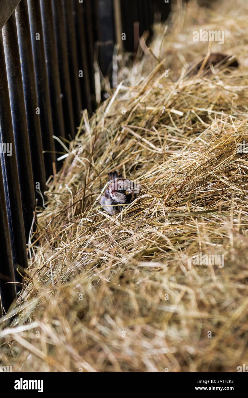 little bird in some hay Stock Photo - Alamy