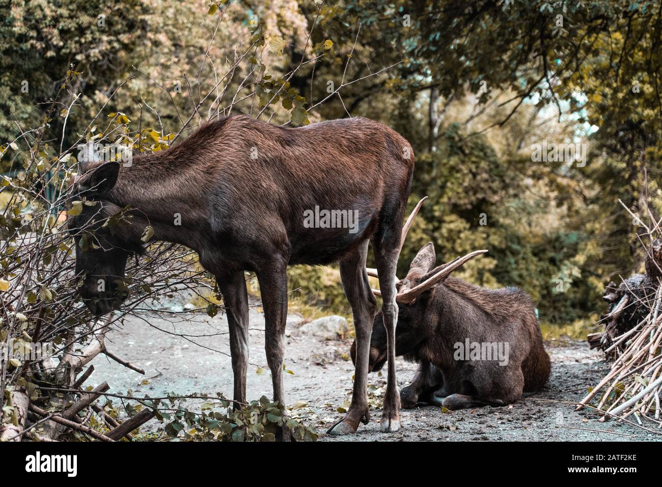 elk couple in the forest Stock Photo - Alamy