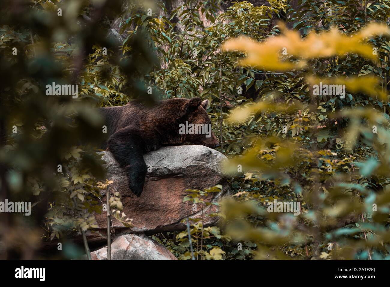 Sleeping bear resting on a rock Stock Photo - Alamy