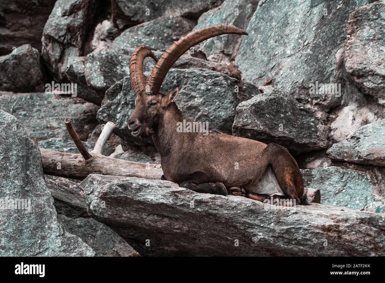Capricorn on a rock image, natural wildlife photography Stock Photo - Alamy