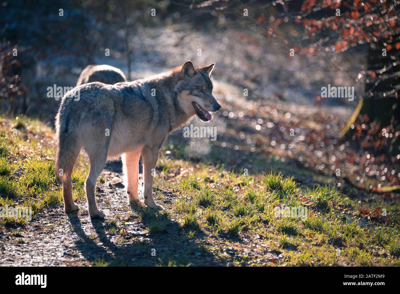 Red wolves hi-res stock photography and images - Alamy