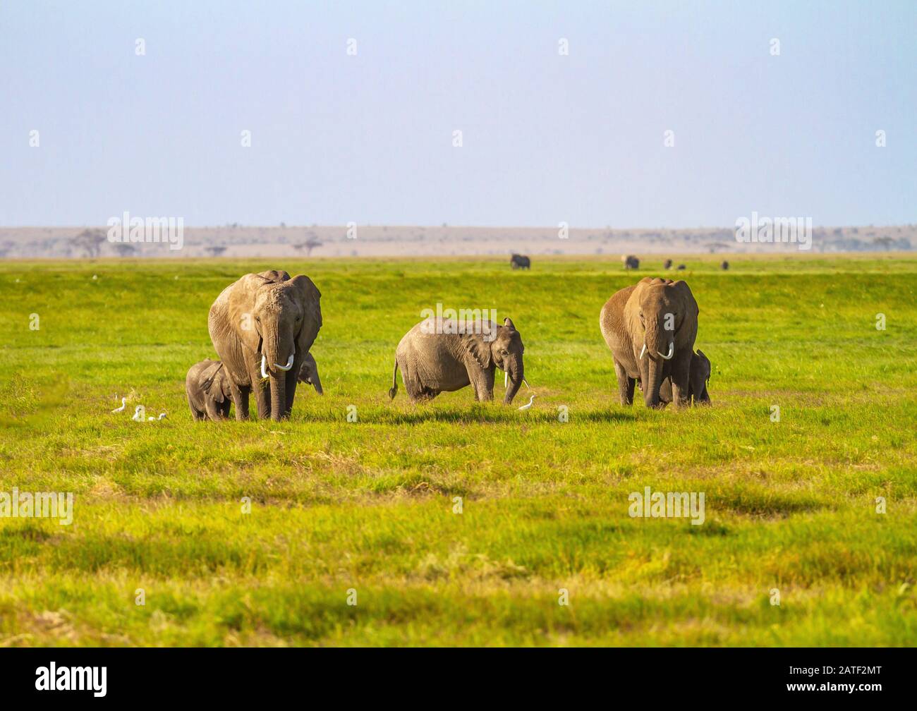 African elephant blue sky green grass hi-res stock photography and ...