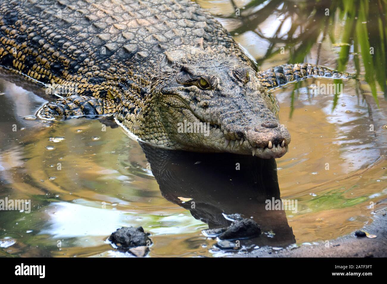 Estuarine crocodile or indo pacific crocodile hi-res stock photography ...