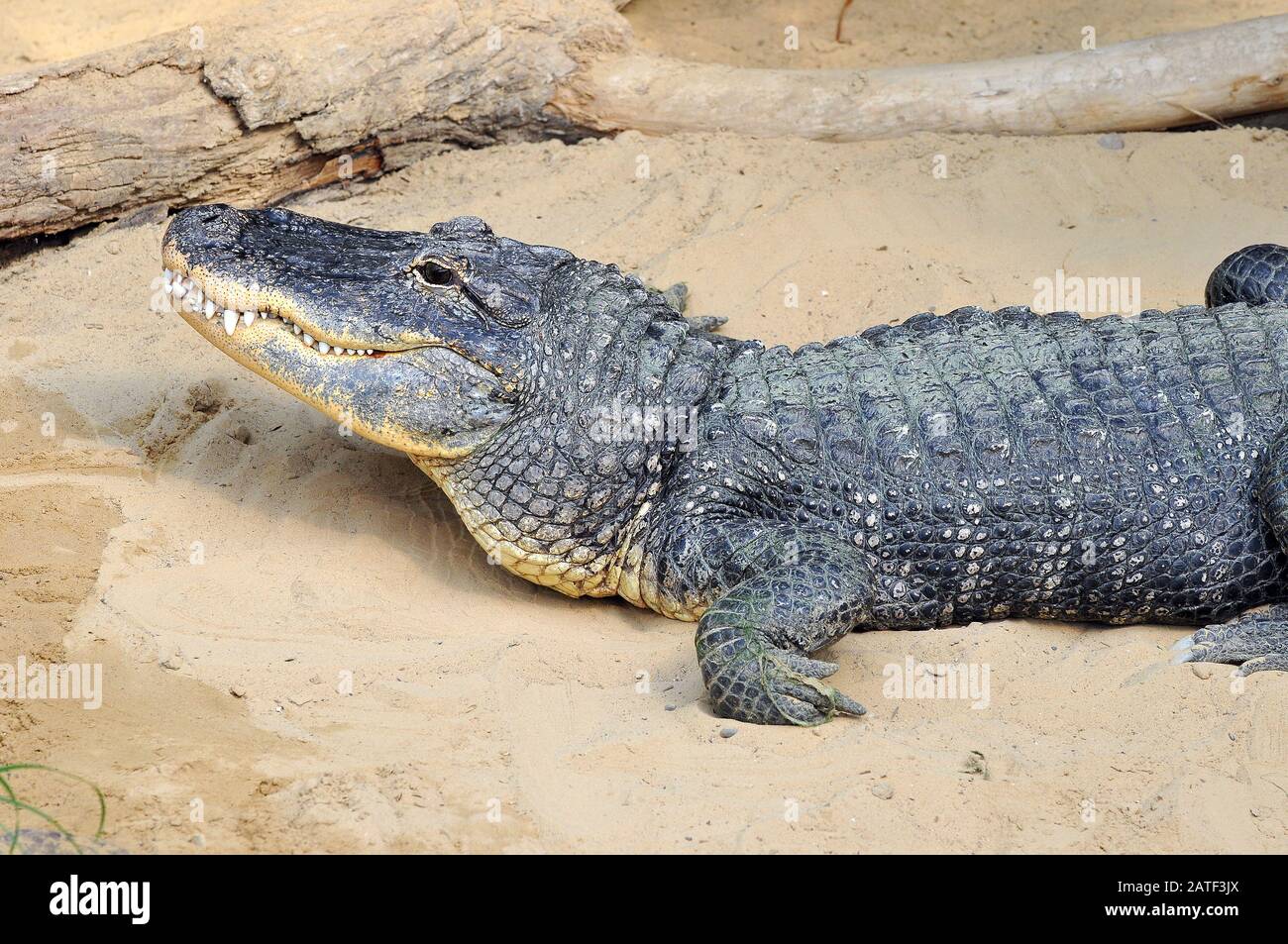 American alligator, gator or common alligator, Mississippi-Alligator ...