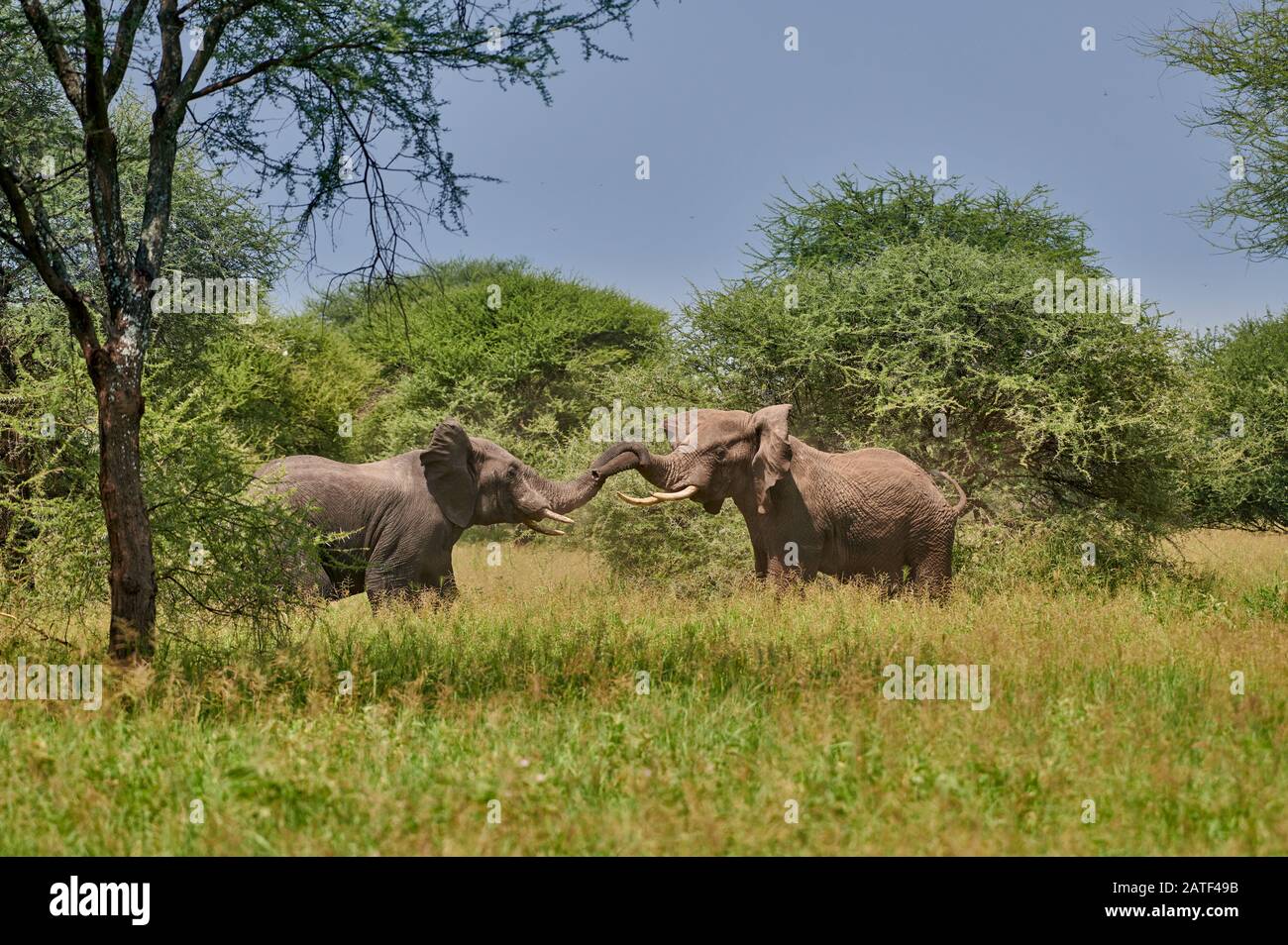 Bull elephants fight hi-res stock photography and images - Alamy