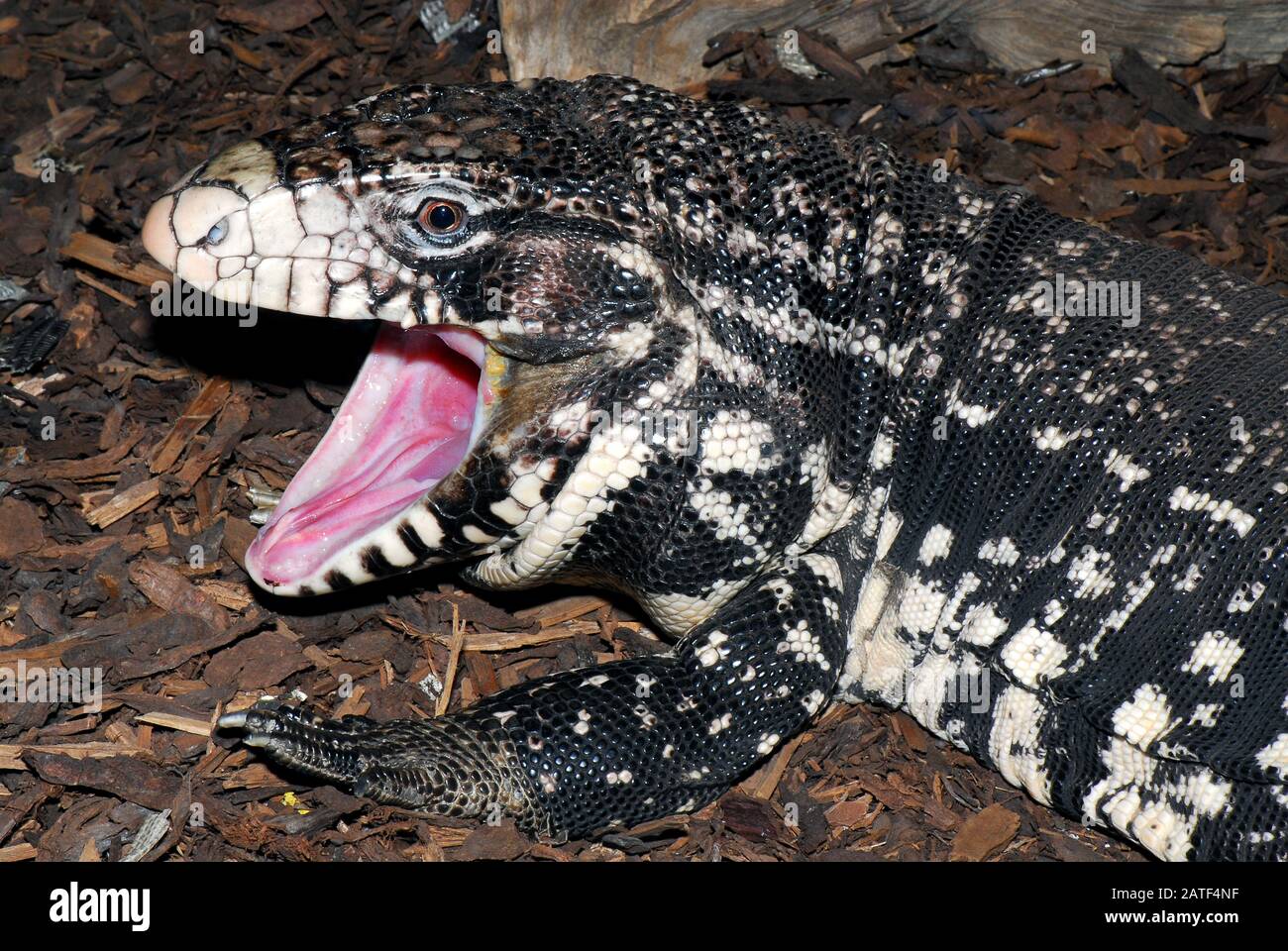 Tegu species hi-res stock photography and images - Alamy