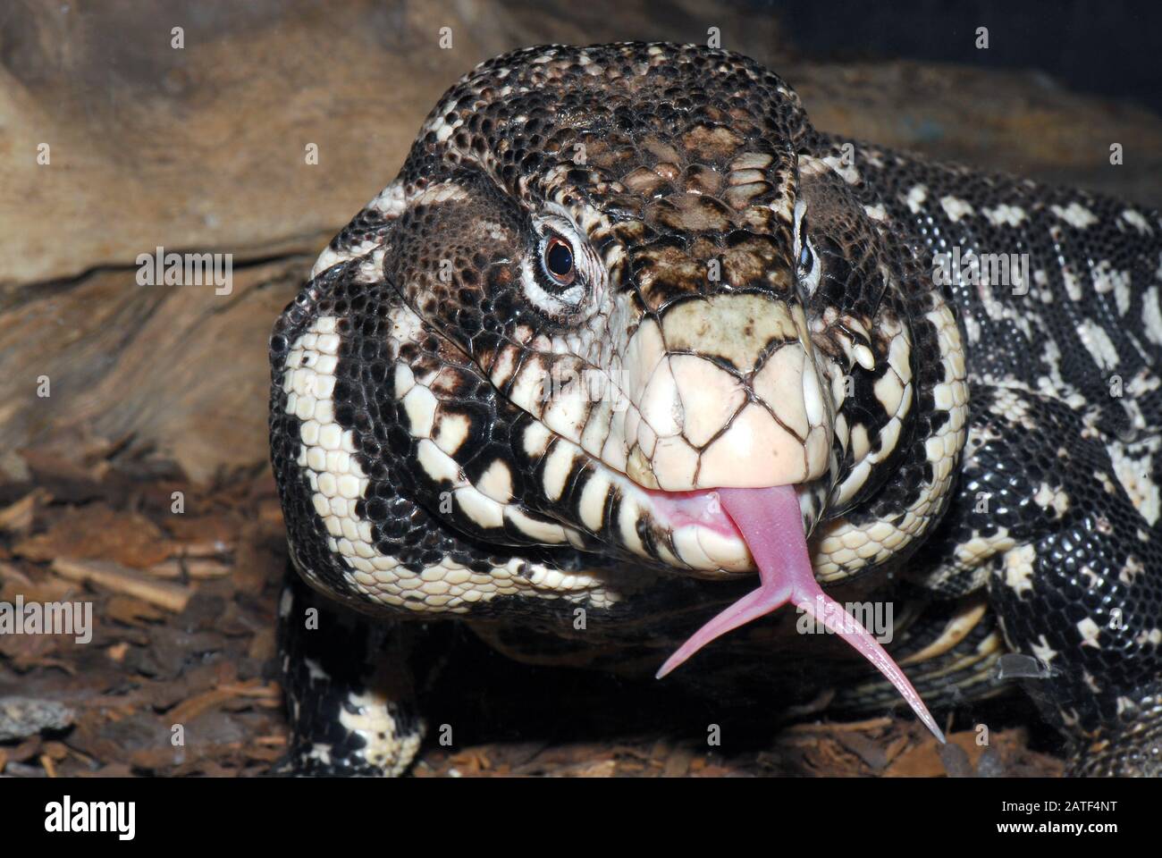 Argentine black and white tegu, Schwarzweißer Teju, Tupinambis merianae ...