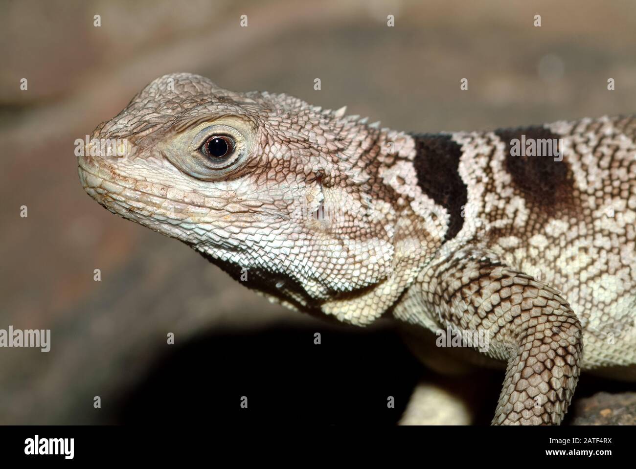 collared iguanid lizard. Oplurus cuvieri Stock Photo - Alamy