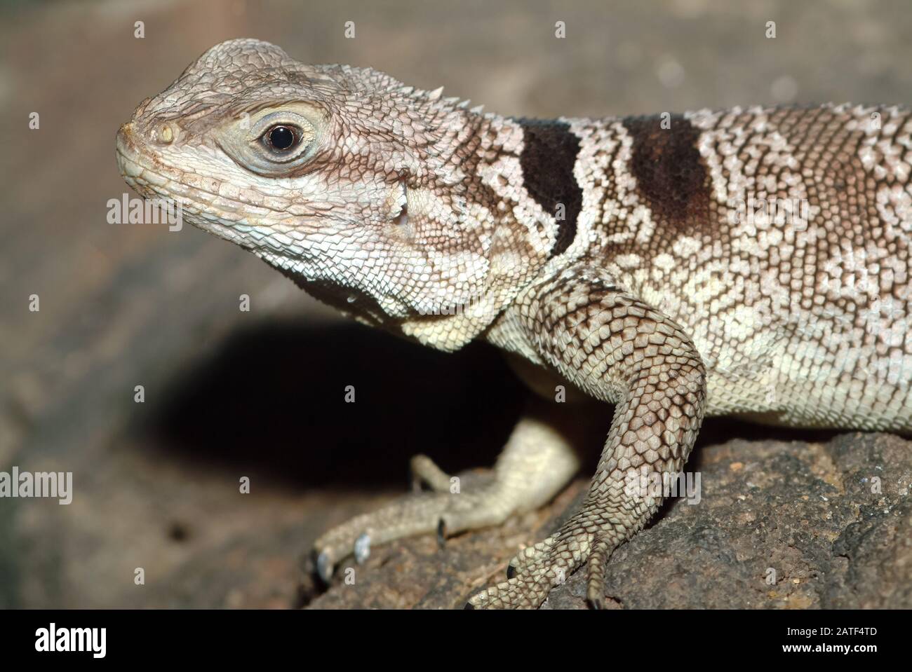 collared iguanid lizard. Oplurus cuvieri Stock Photo - Alamy