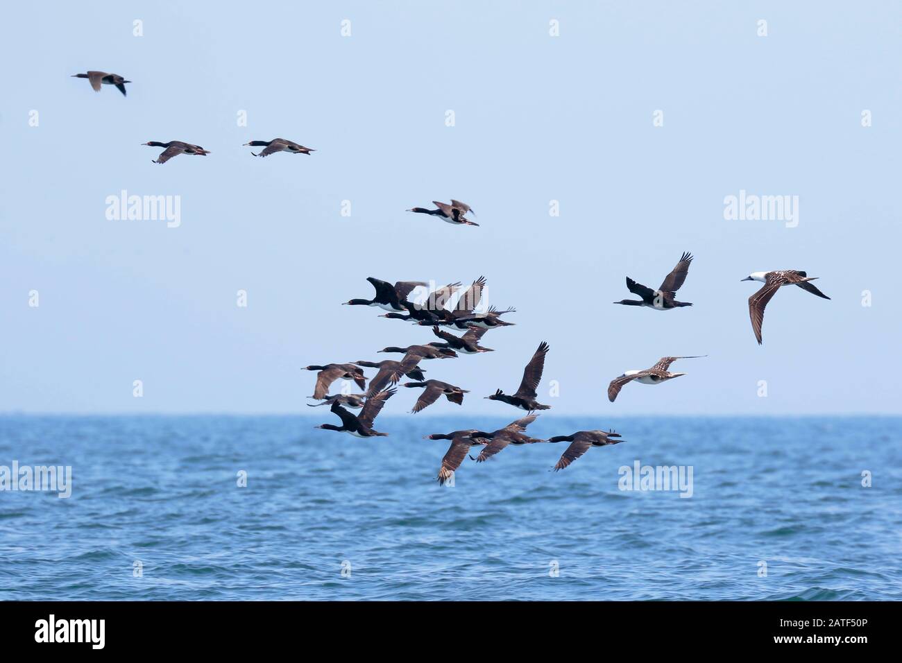 GUANAY CORMORANT (Phalacrocorax bougainvillii), group of guaneras birds ...