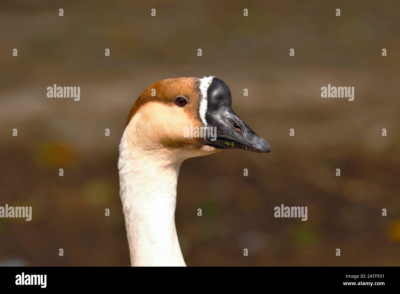 Swan goose (Anser cygnoides), beautiful exotic bird resting on the ...