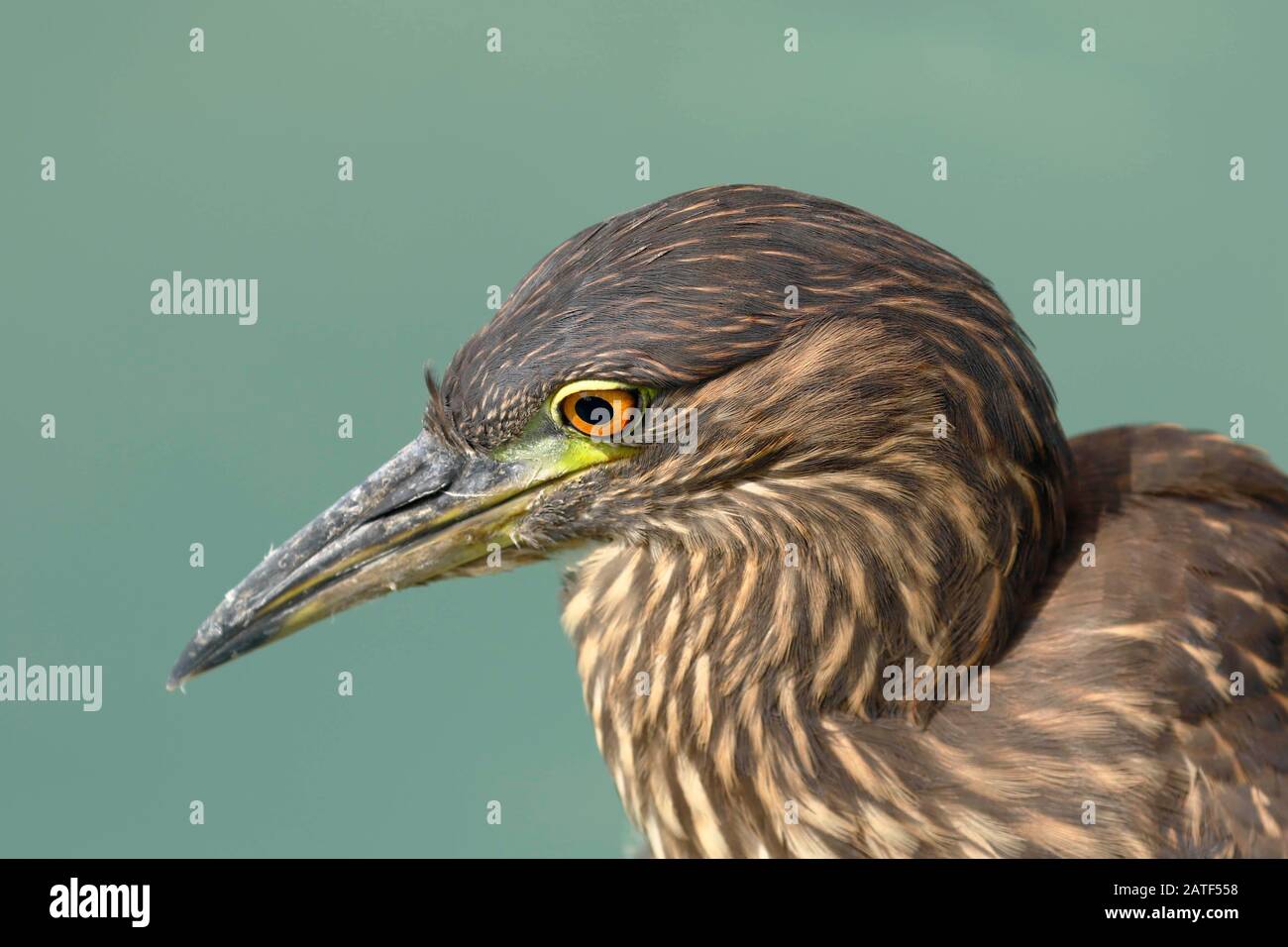STRIATED HERON (Butorides striata), detail of a egret's head while ...