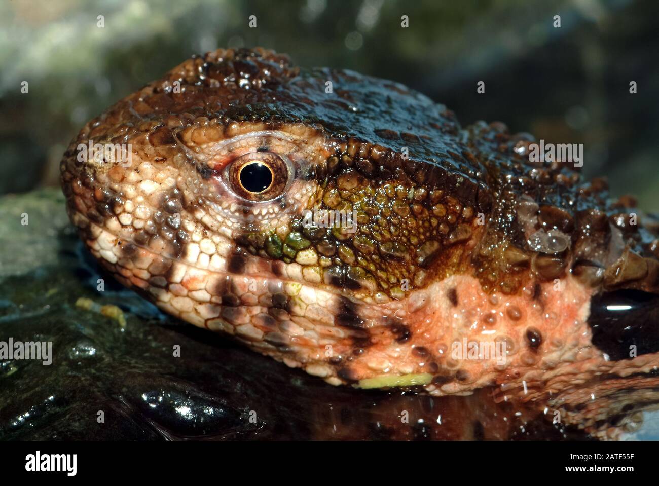 Lezard crocodile de chine hi-res stock photography and images - Alamy