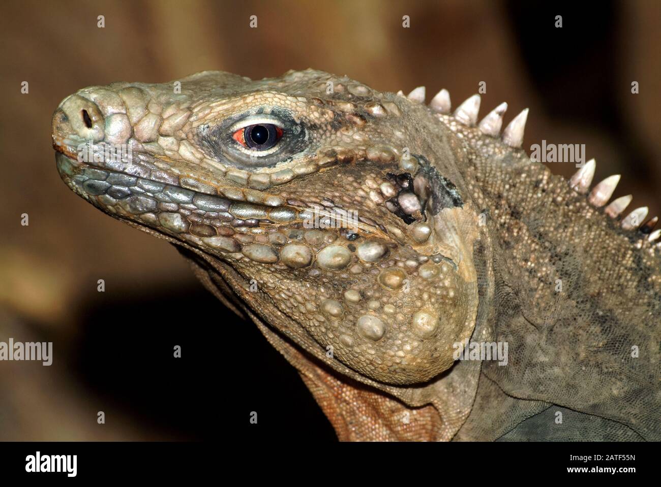 Cuban rock iguana, Cuban ground iguana or Cuban iguana, Iguane ...