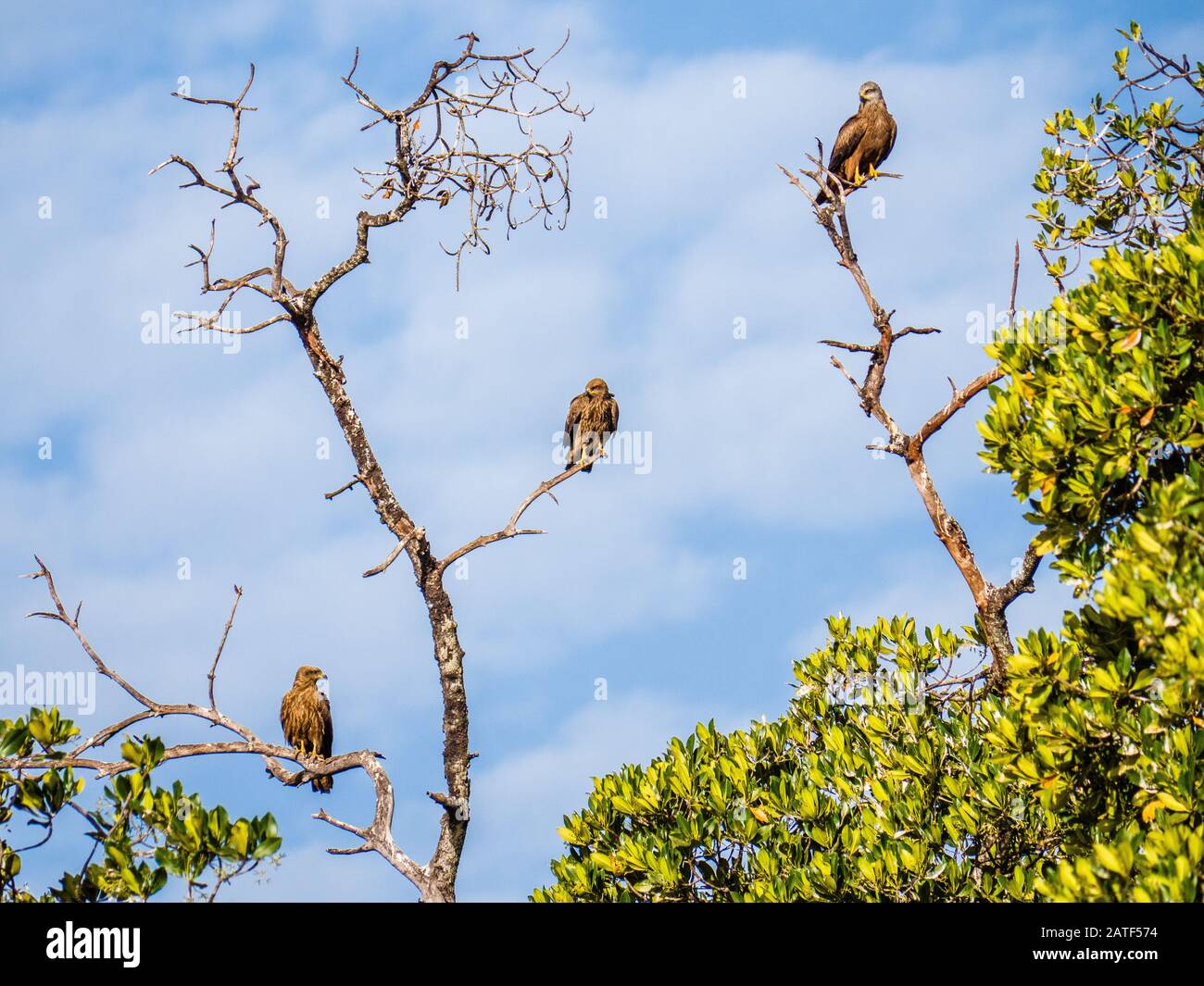 Birds in a tree hi-res stock photography and images - Alamy