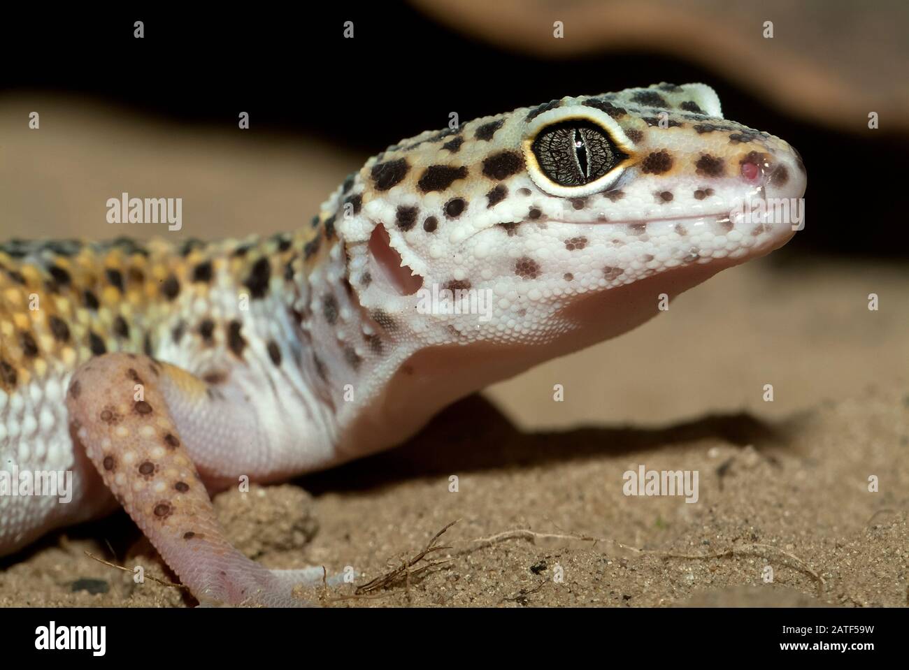 Common leopard gecko, Leopardgecko, Eublepharis macularius ...