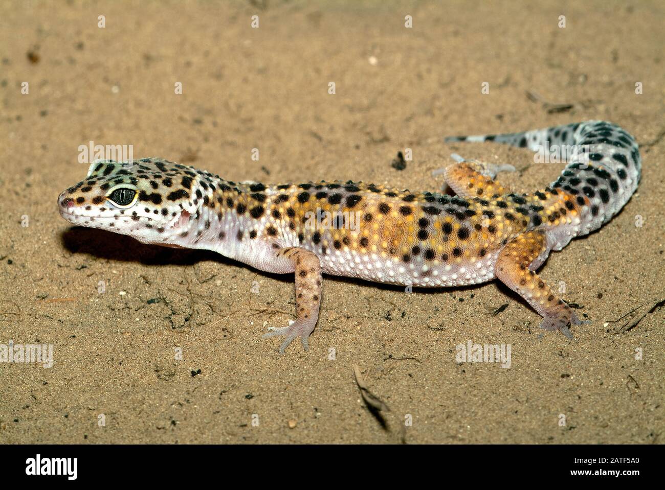 Common leopard gecko, Leopardgecko, Eublepharis macularius ...