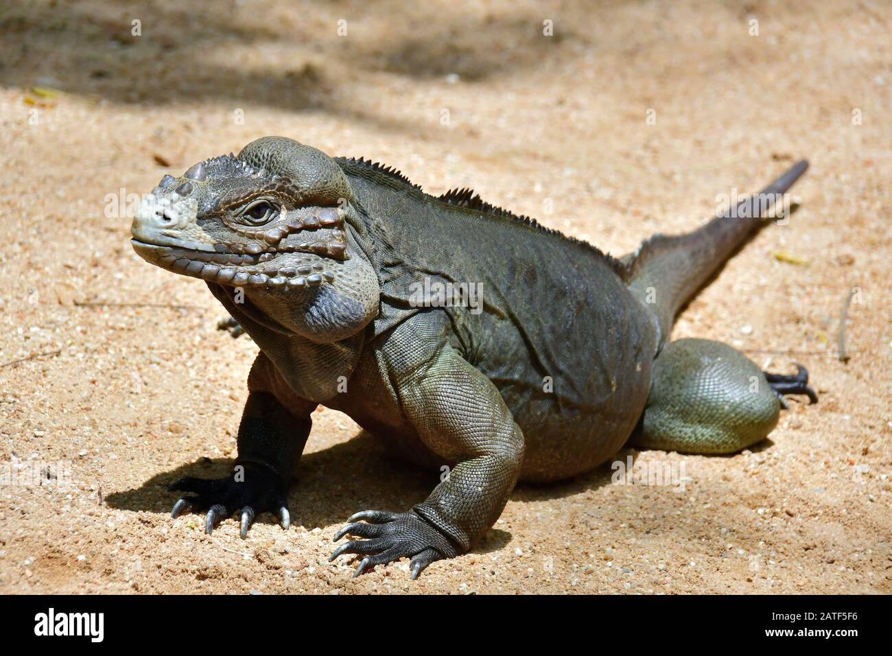 Rhinoceros iguana, Nashornleguan, Iguane rhinocéros, Cyclura cornuta ...