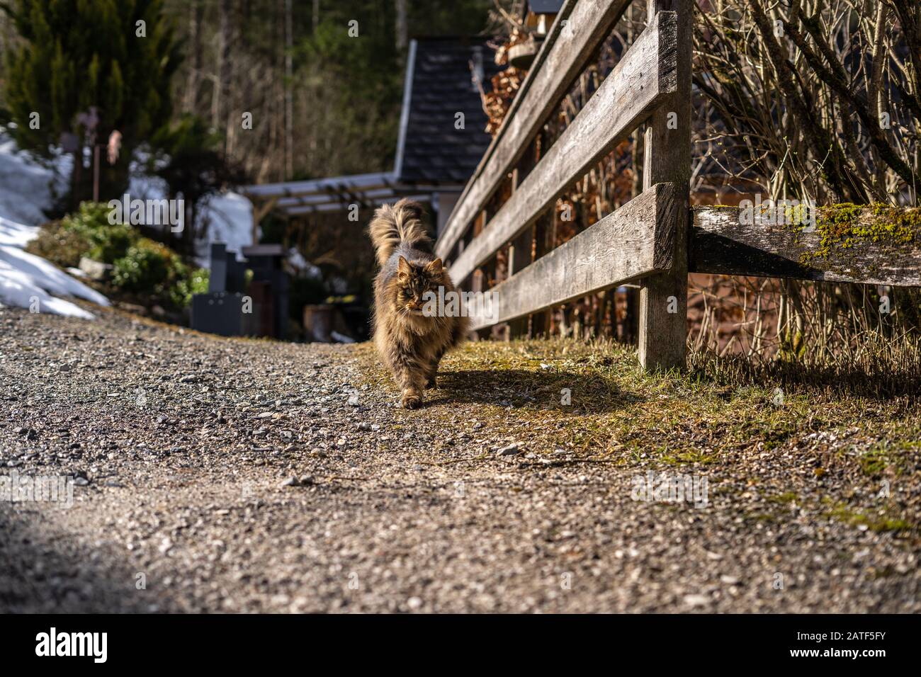 amazing brown cat walking towards the camera. Beautiful cat in nature ...