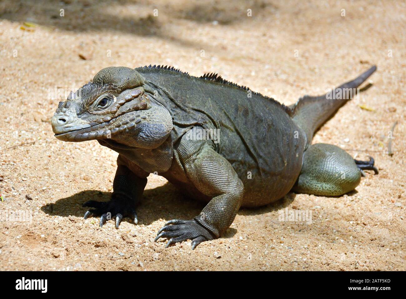 Rhinoceros iguana, Nashornleguan, Iguane rhinocéros, Cyclura cornuta ...
