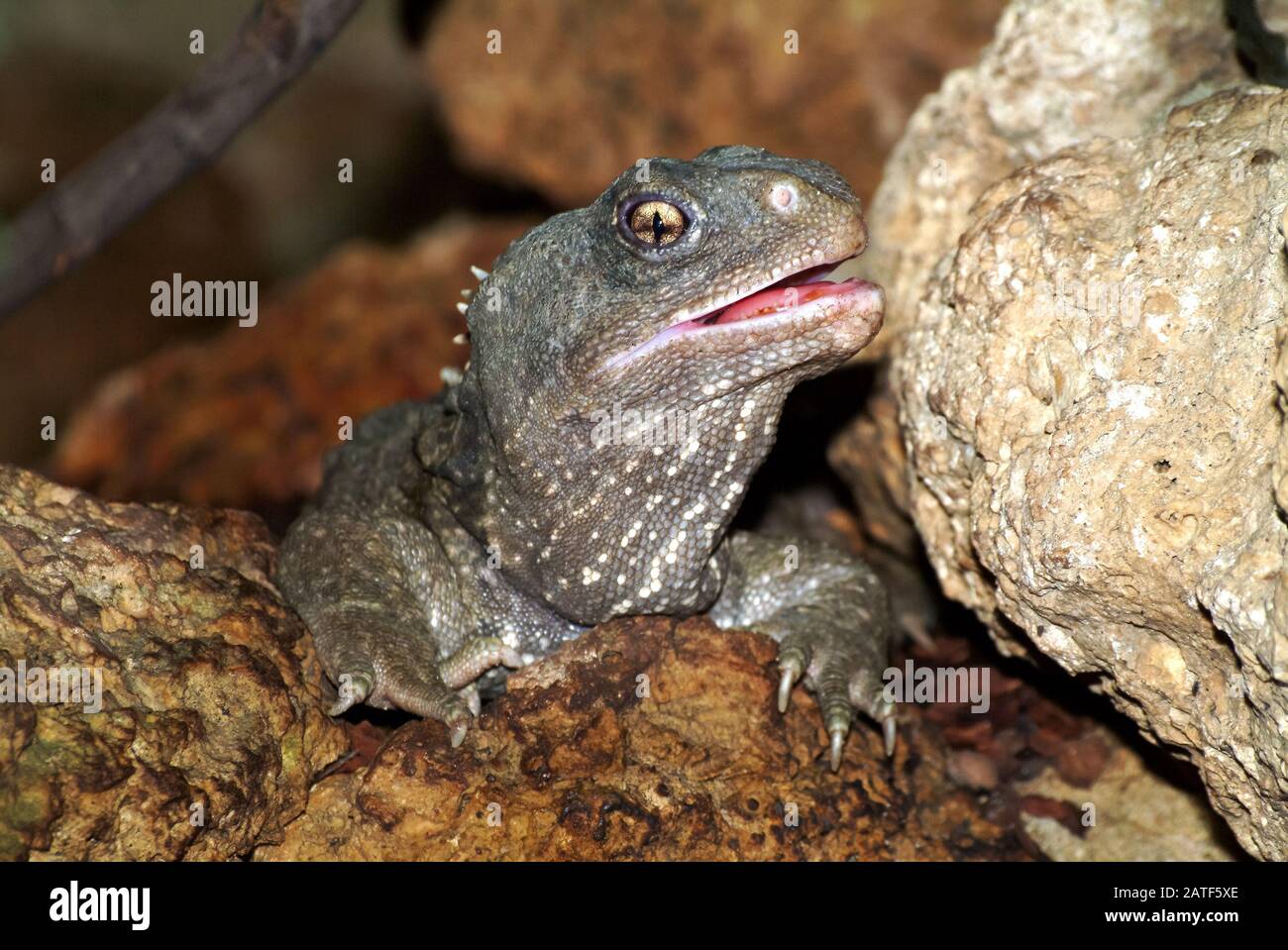 Tuatara, Brückenechse, Sphenodon punctatus, hidasgyík Stock Photo - Alamy