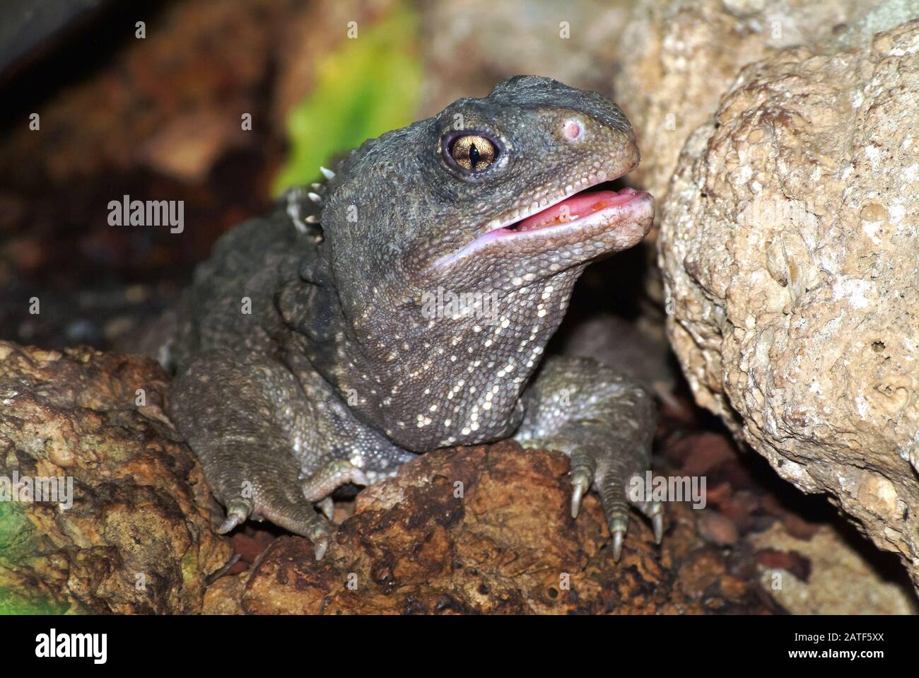 Sphenodontidae hi-res stock photography and images - Alamy