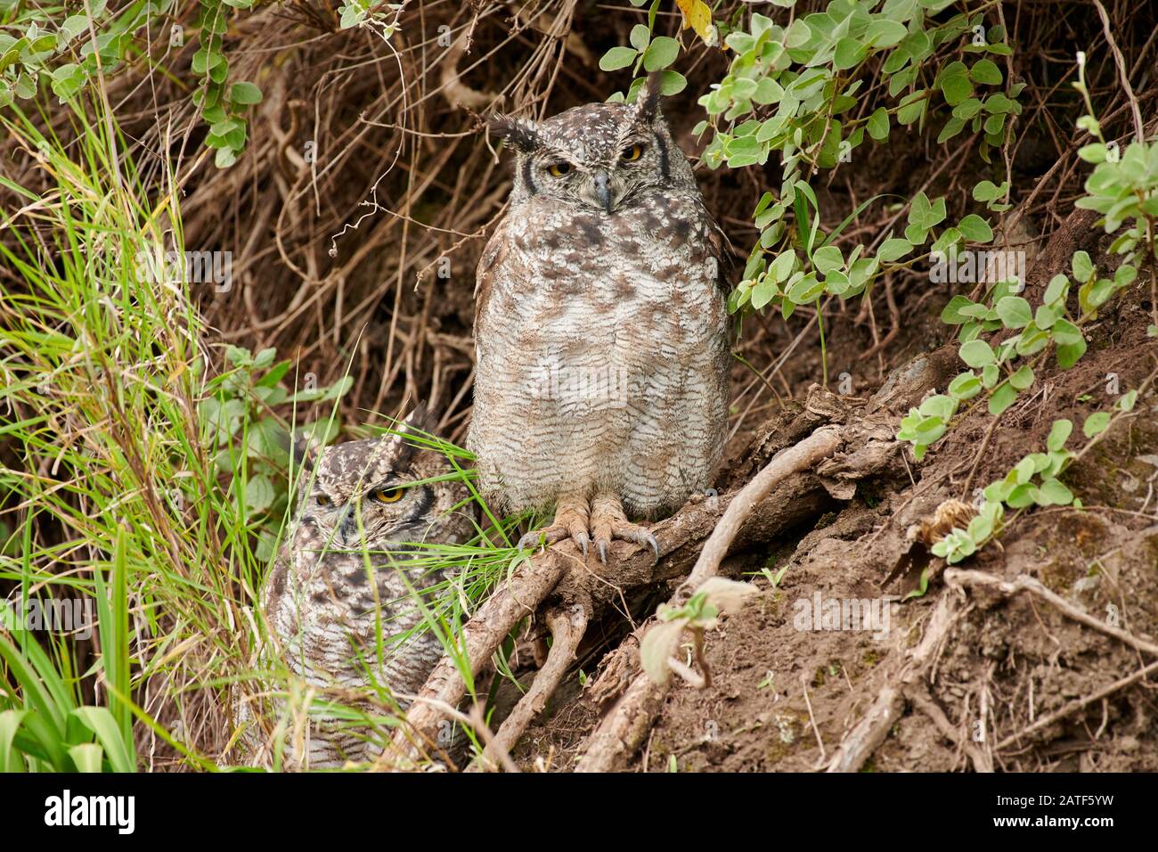 spotted eagle-owl (Bubo africanus), also called African spotted eagle ...