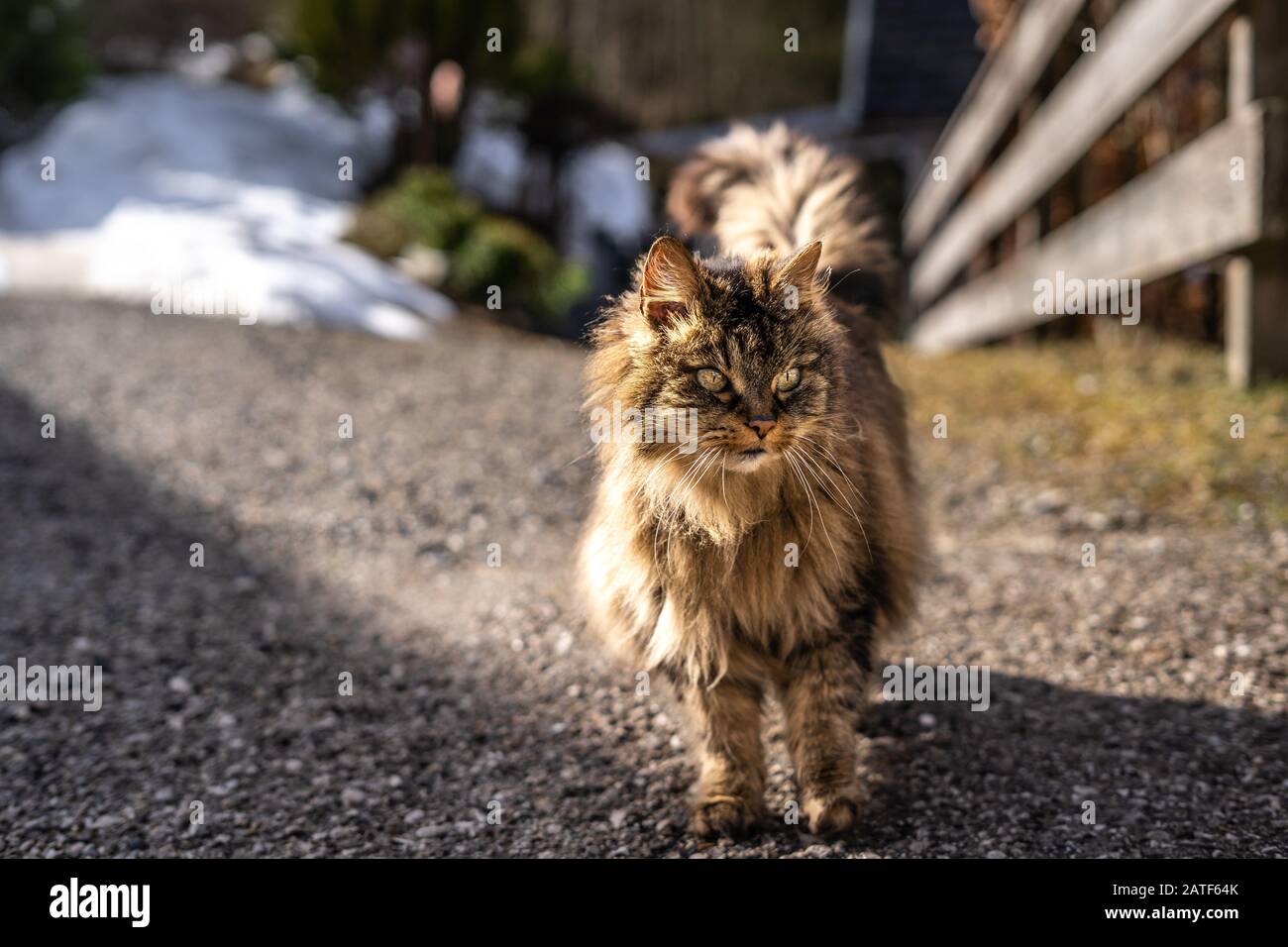amazing brown cat walking towards the camera. Beautiful cat in nature ...