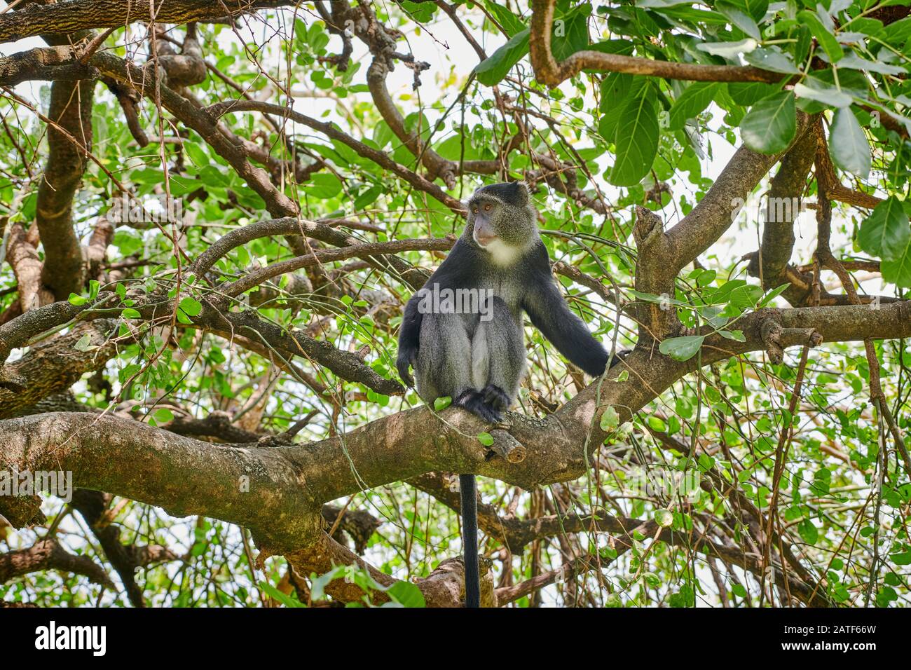Blue monkey or Diademed Monkey sitting on a branch (Cercopithecus mitis ...