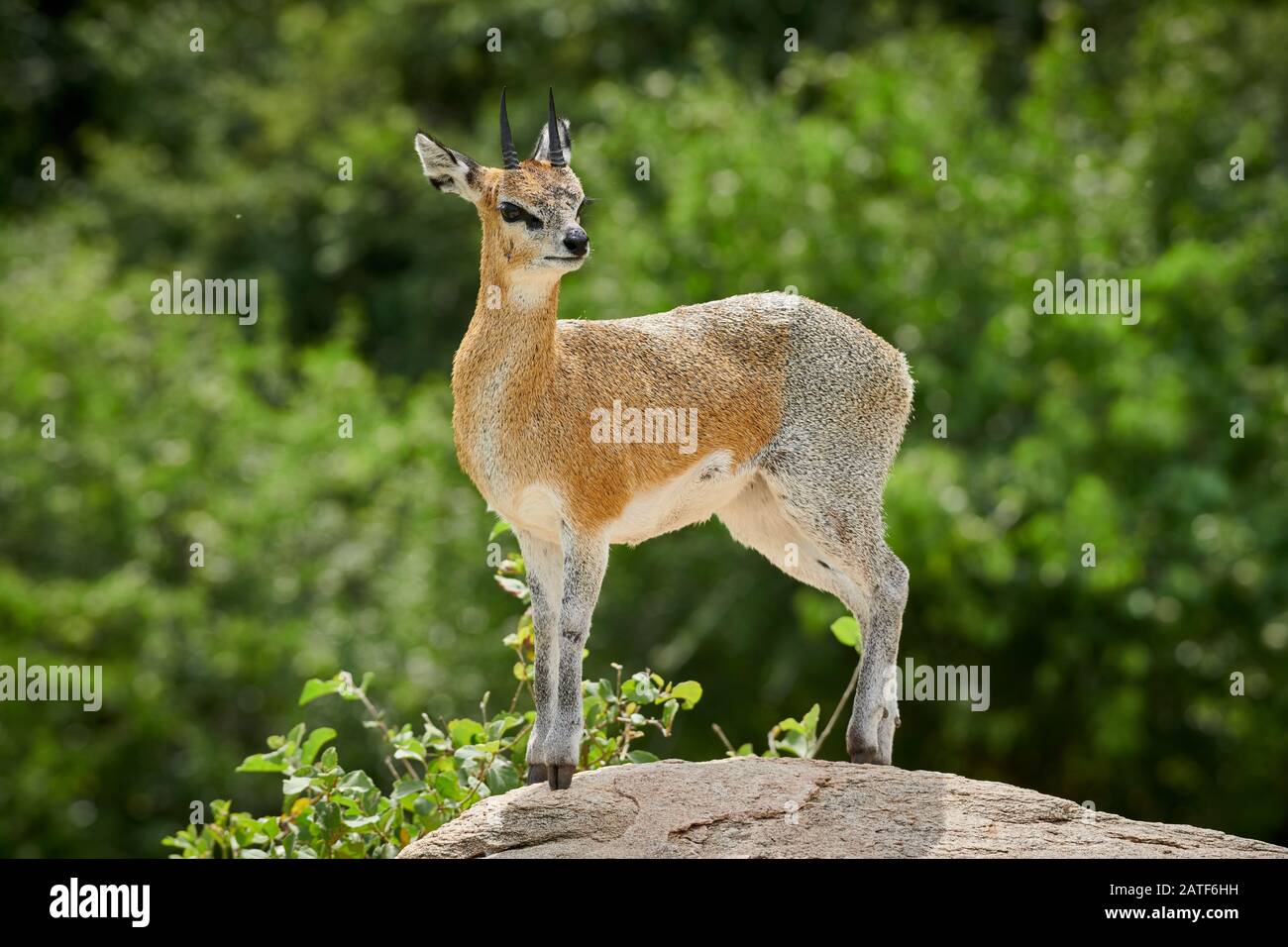 klipspringer antelope (Oreotragus oreotragus), Manyara National Park ...