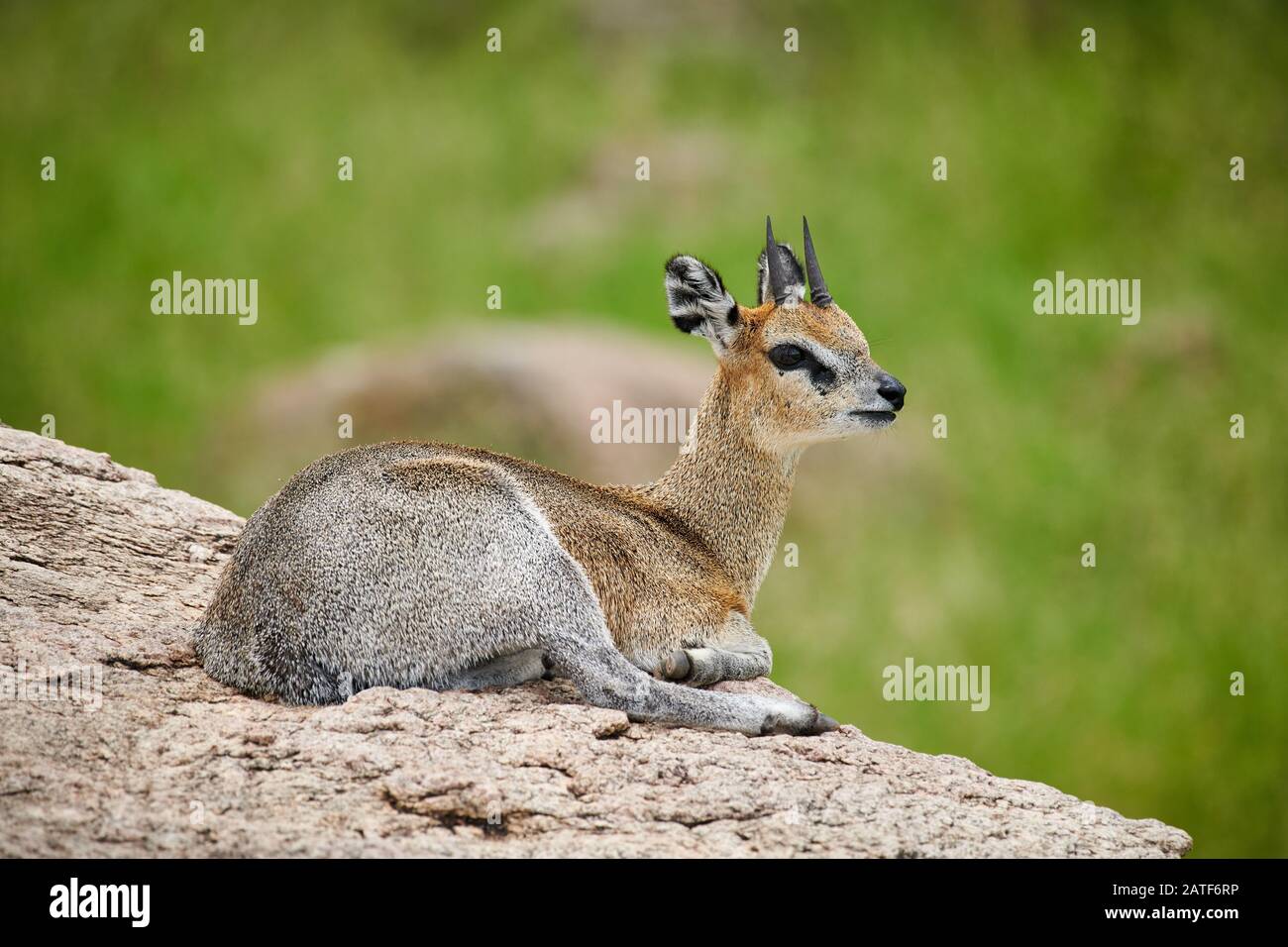 klipspringer antelope (Oreotragus oreotragus), Manyara National Park ...