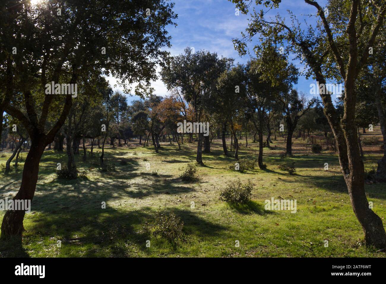 Encinas hi-res stock photography and images - Alamy