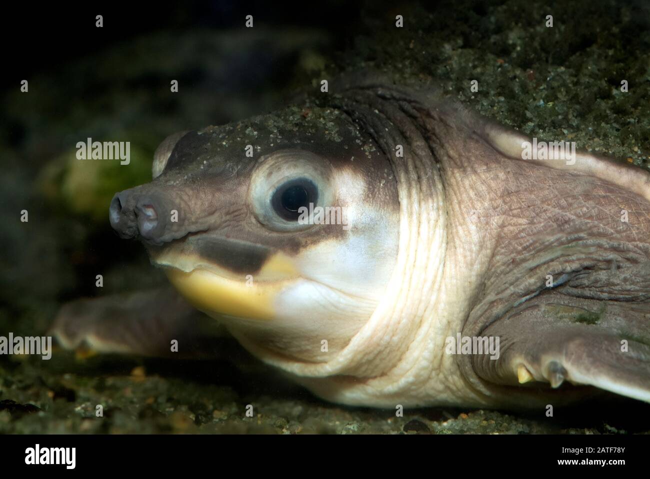 Pig-nosed turtle, pitted-shelled turtle or Fly River turtle, Papua ...