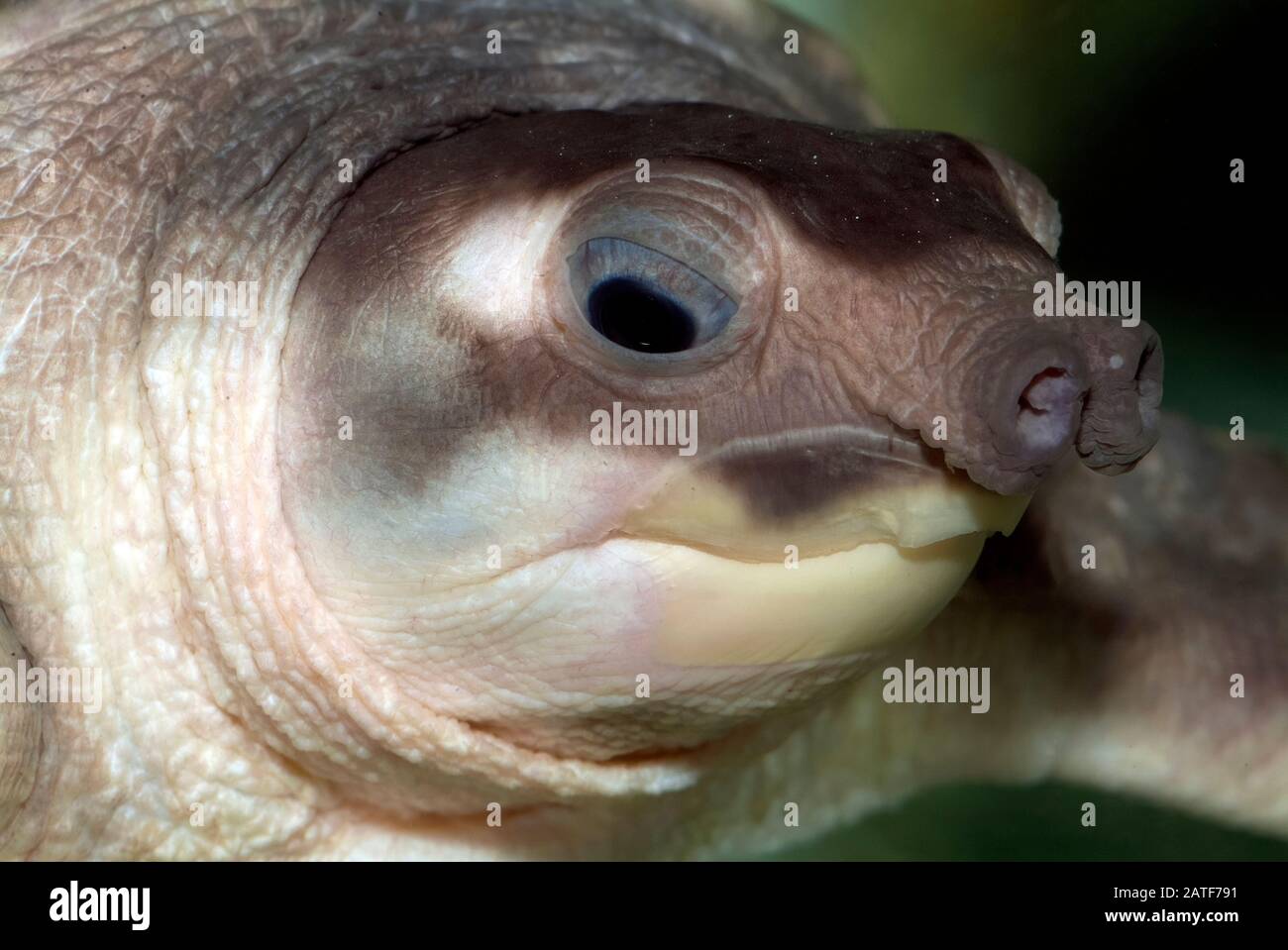Pig-nosed turtle, pitted-shelled turtle or Fly River turtle, Papua ...