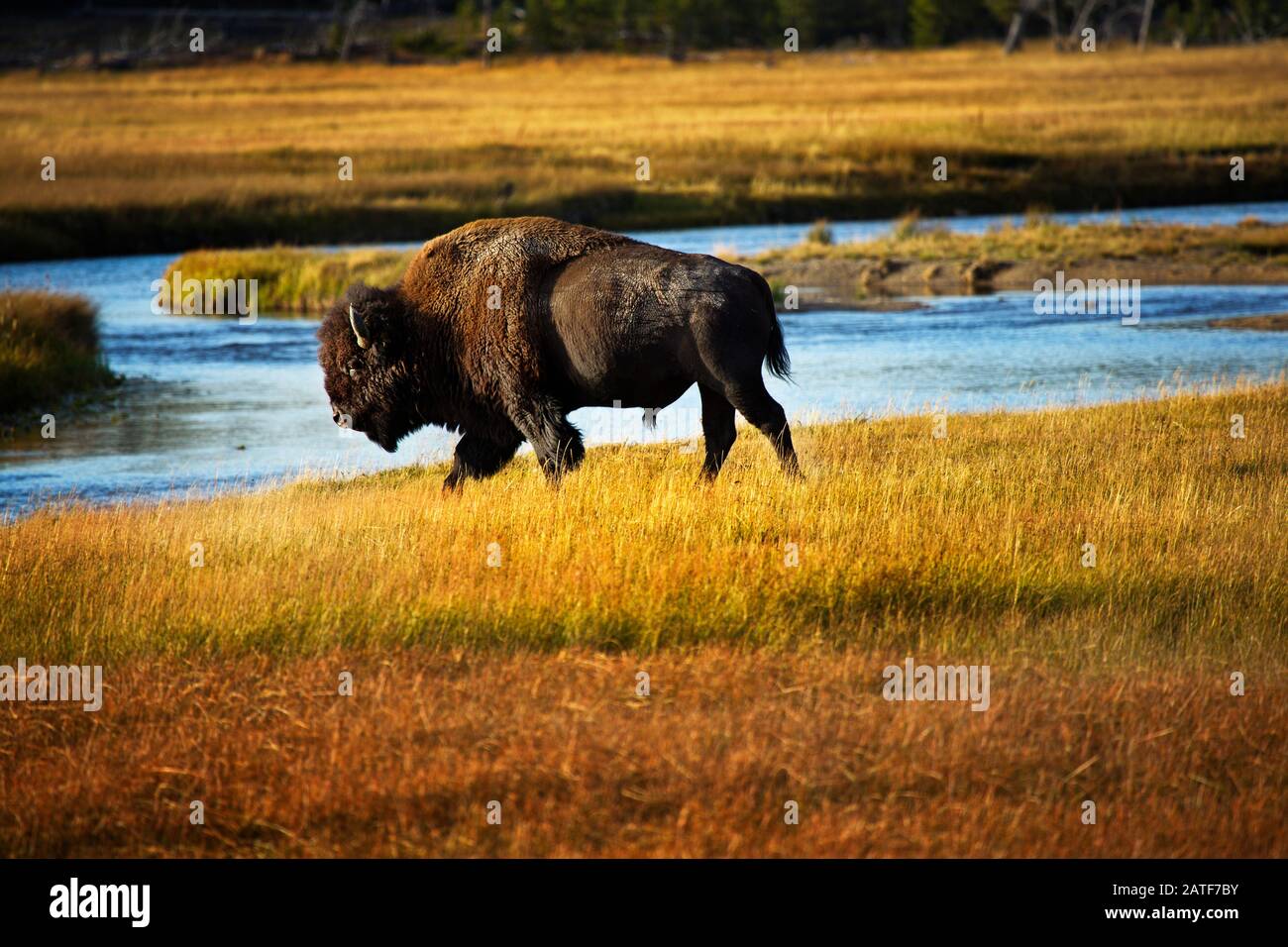 Yellowstone animals hi-res stock photography and images - Alamy