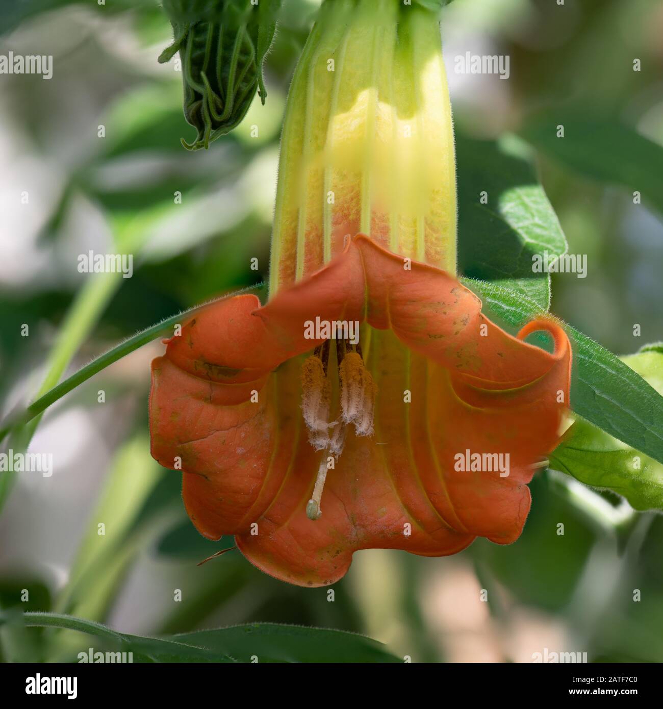 Angels trumpet bell plant tree hi-res stock photography and images - Alamy