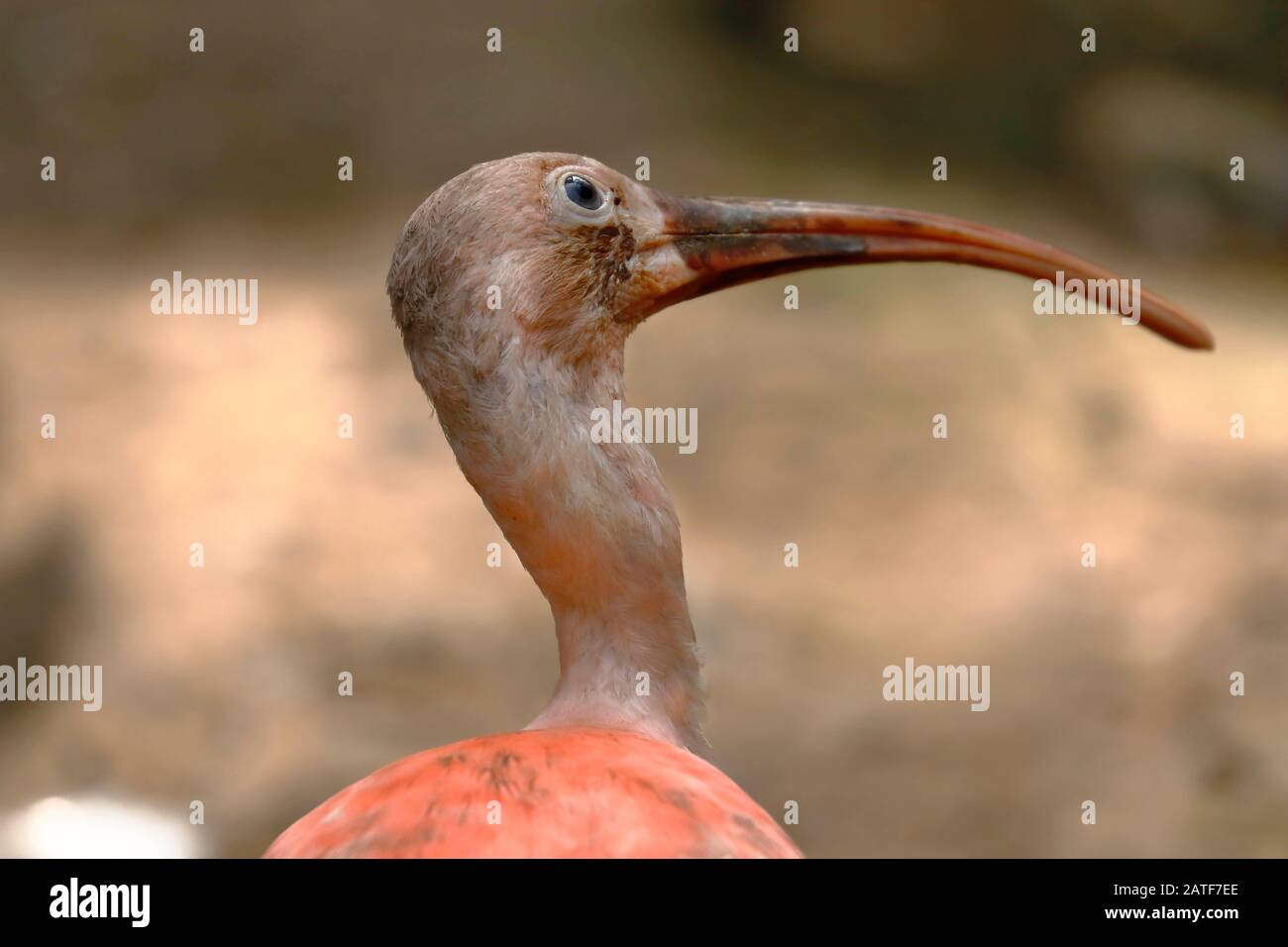 Scarlet ibis (Eudocimus ruber), portrait of a beautiful pink ibis ...