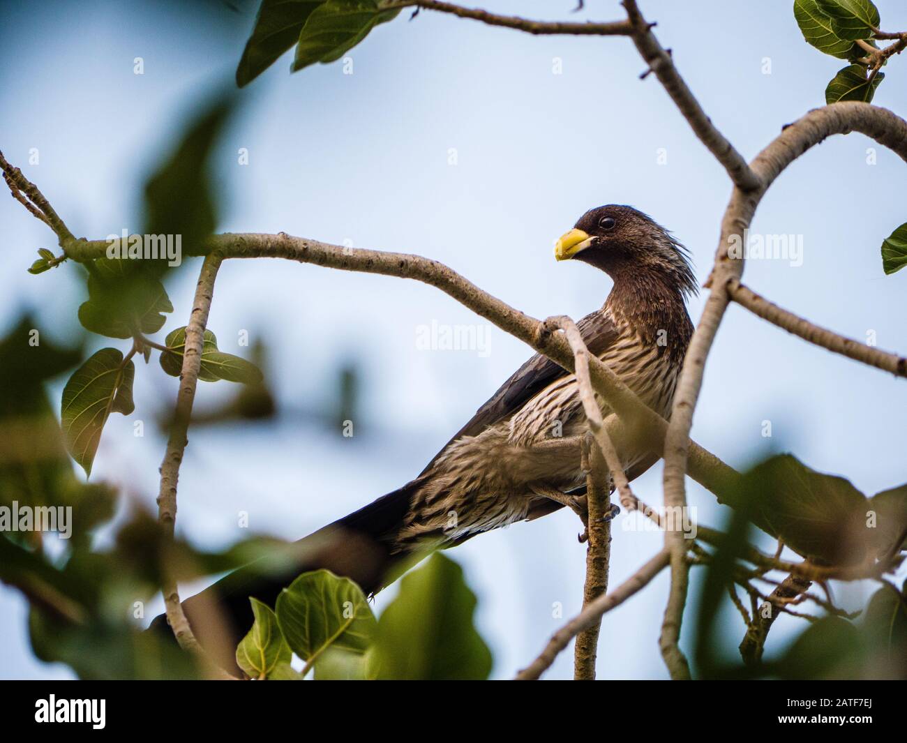 Bird in tree hi-res stock photography and images - Alamy