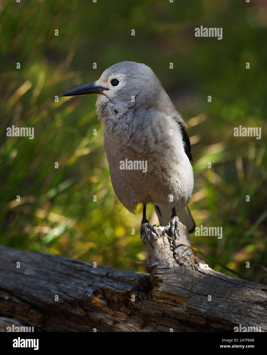 North american nutcracker hi-res stock photography and images - Alamy