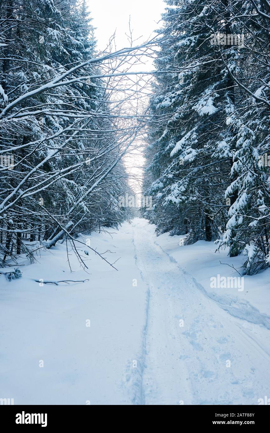 Forest road snow hi-res stock photography and images - Alamy