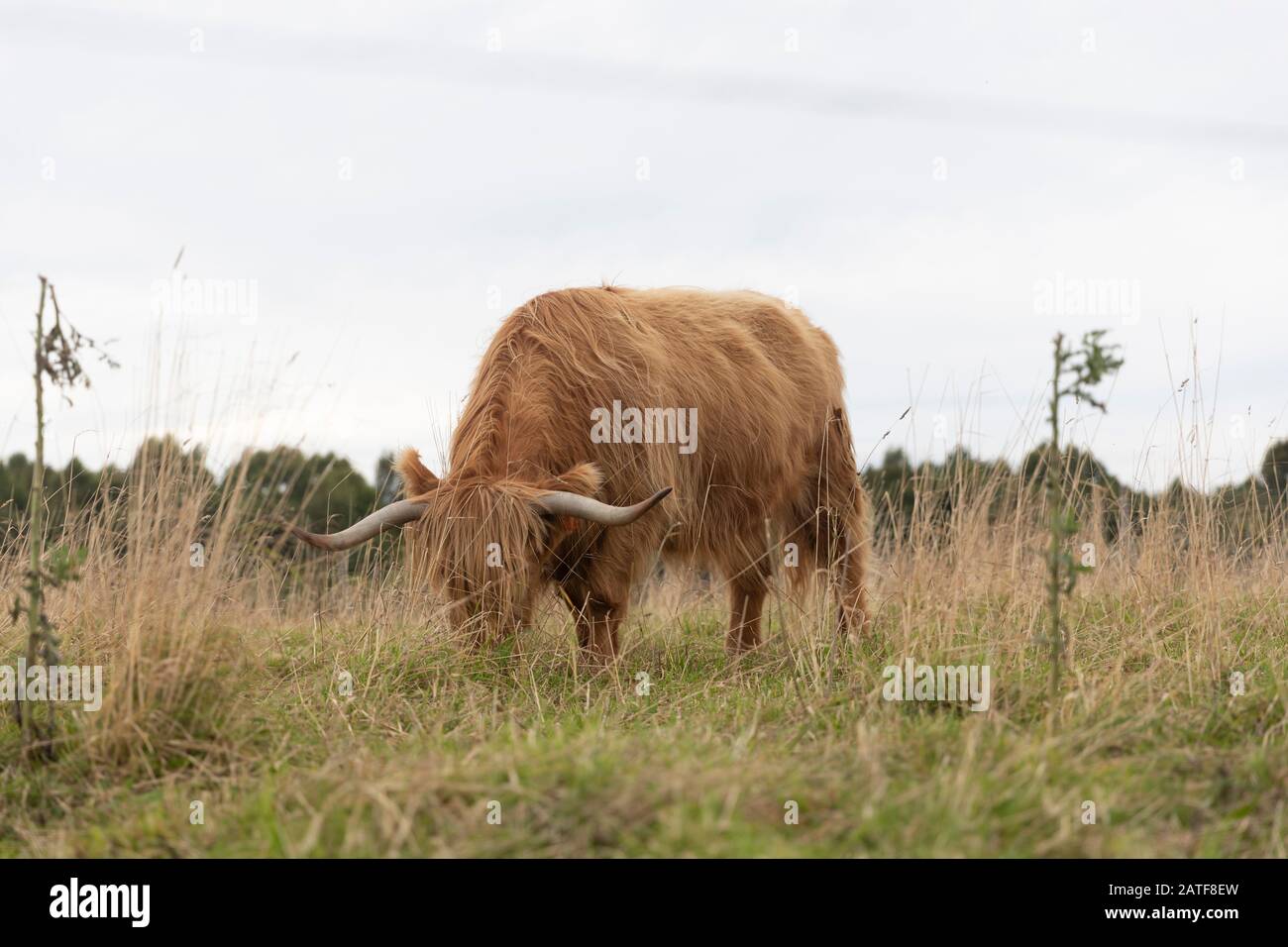 Female highland cow hi-res stock photography and images - Alamy
