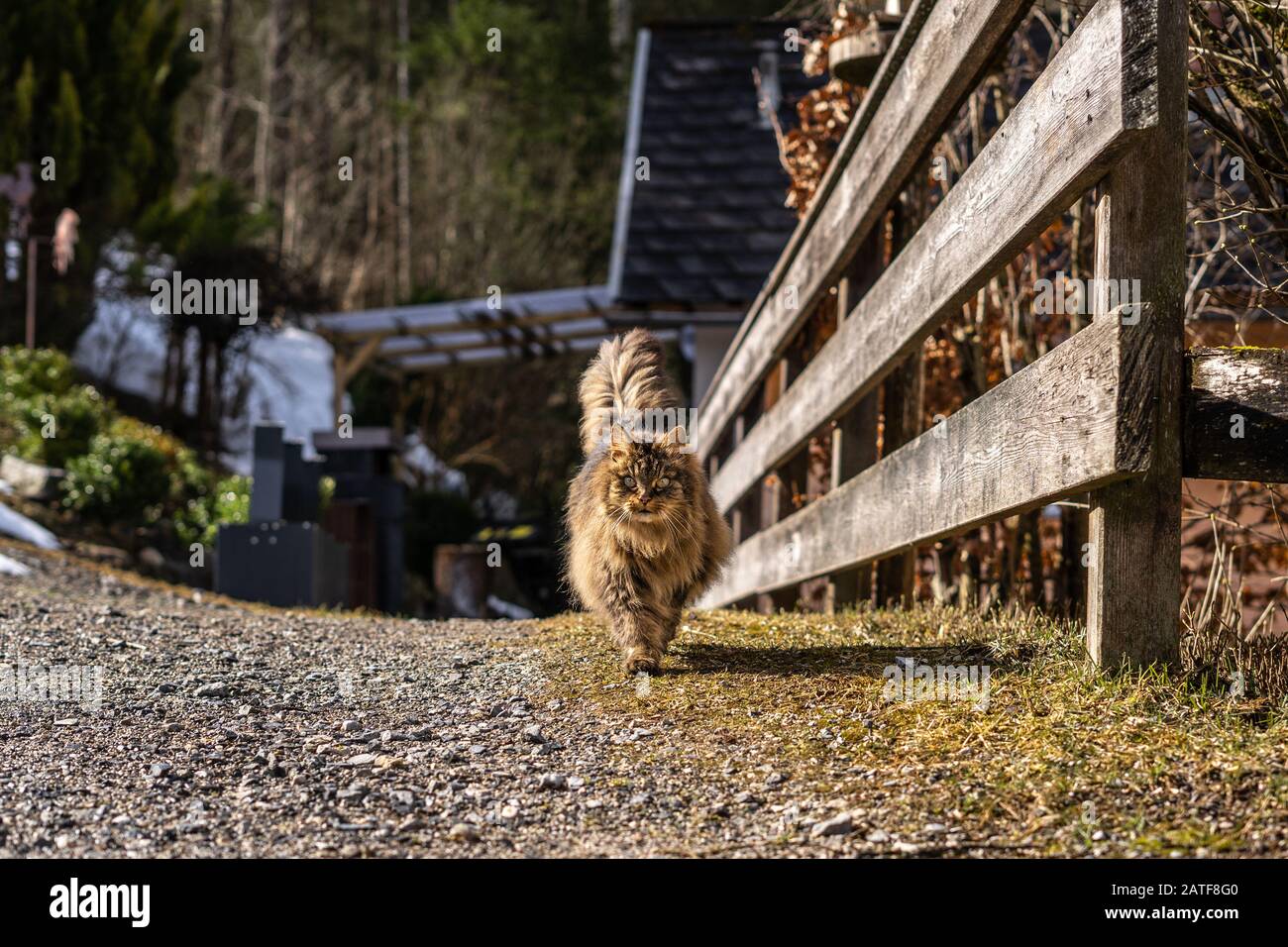 amazing brown cat walking towards the camera. Beautiful cat in nature ...