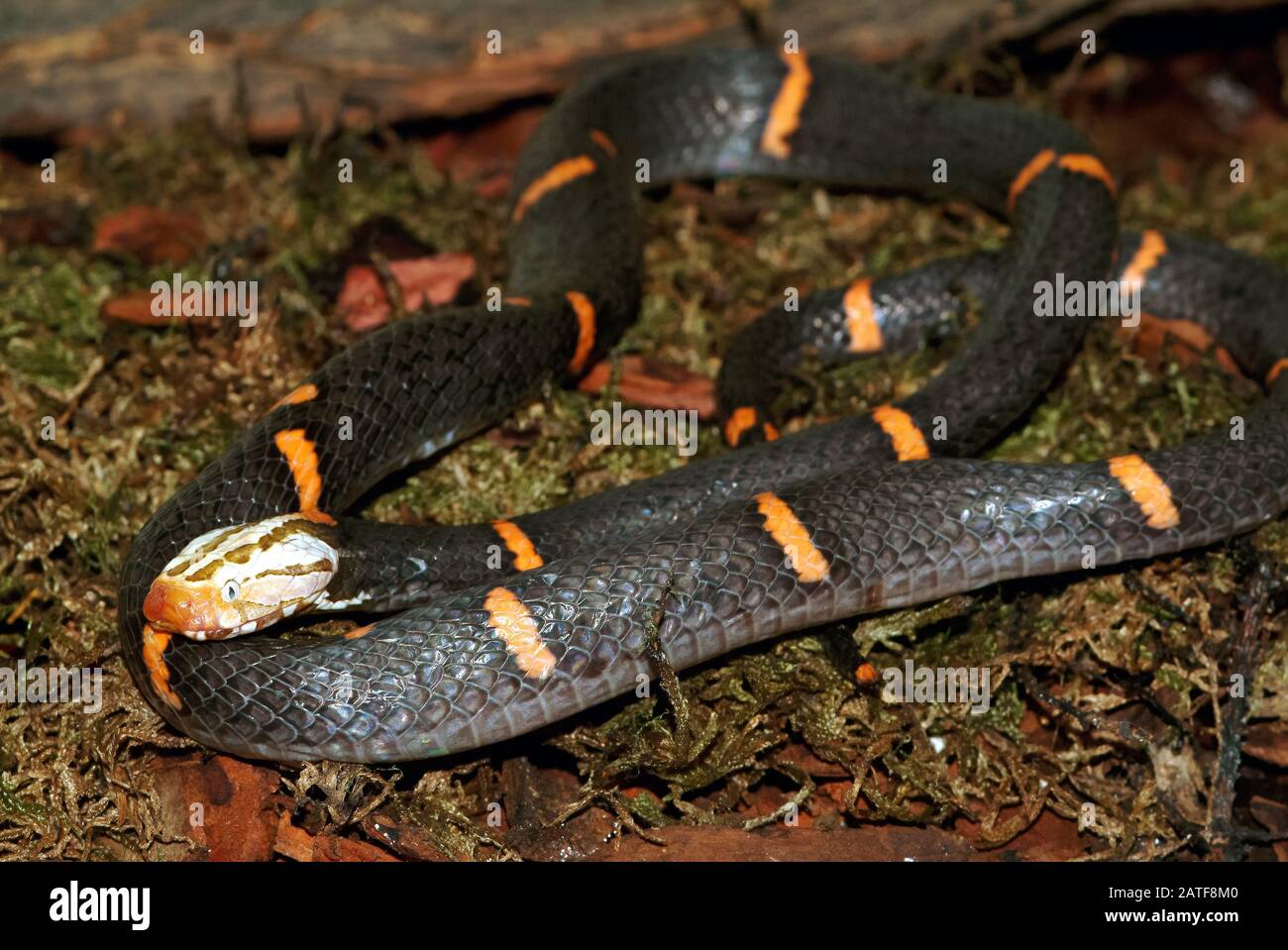 Fea viper azemiops feae hi-res stock photography and images - Alamy
