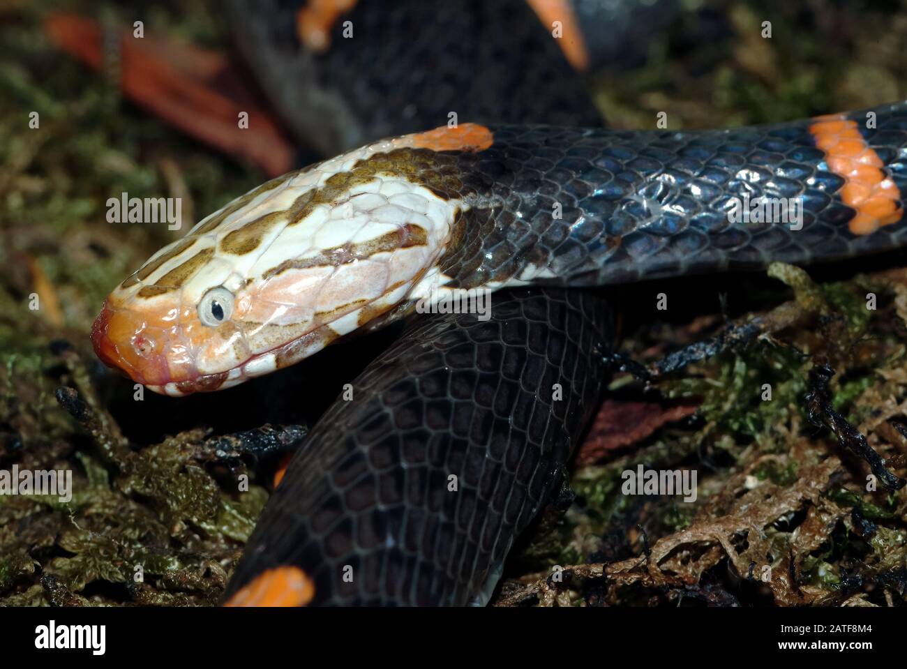 Fea viper azemiops feae hi-res stock photography and images - Alamy